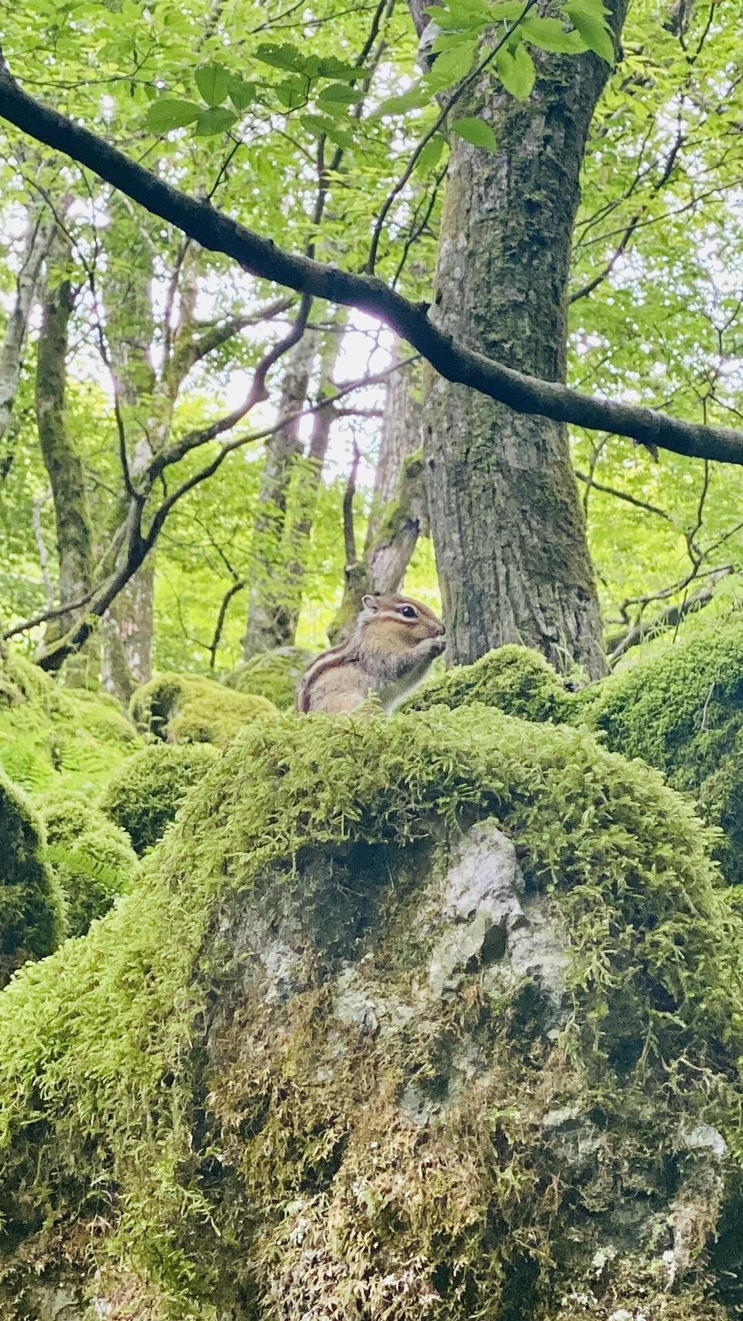 御池岳🐿️ / chihoさんの天狗堂の活動データ | YAMAP / ヤマップ