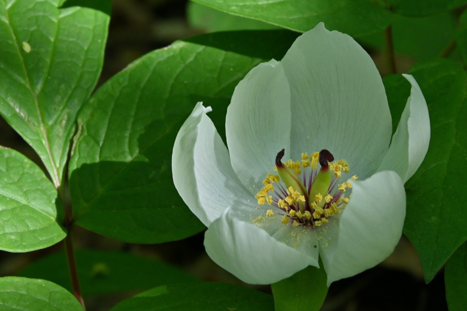 お久しぶり🍀三角山・大倉山・奥三角山 / Chicoryさんの三角山・大倉山・円山の活動データ | YAMAP / ヤマップ