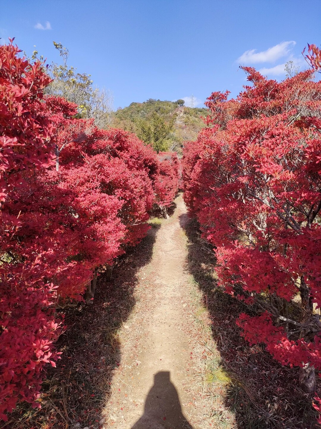 雄鷹台山 2022.11.27 / G-taroさんの雄鷹台山の活動データ | YAMAP / ヤマップ
