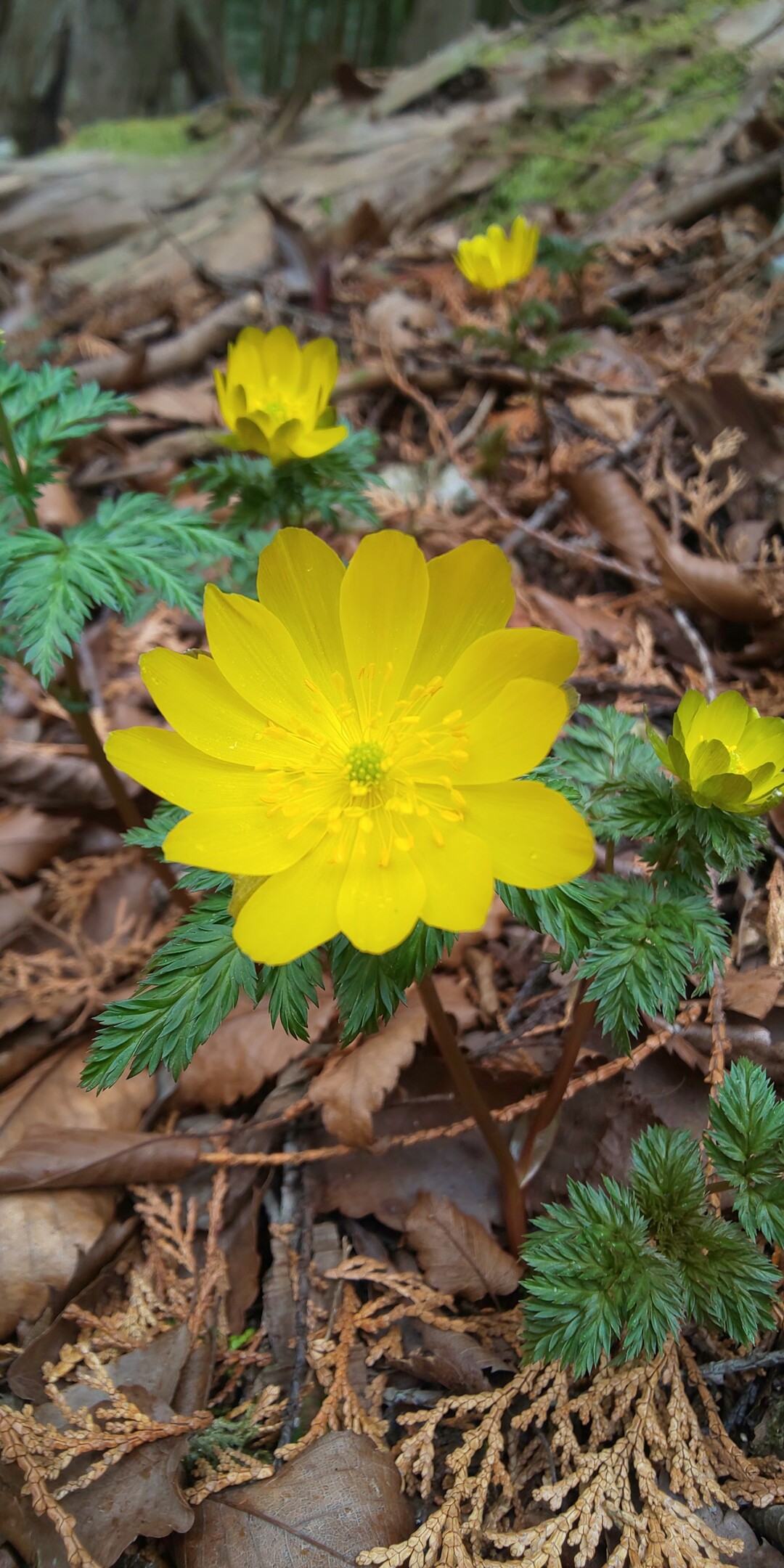 福寿草に会えました。こっそりひっそり咲い... / eikoさんのモーメント | YAMAP / ヤマップ