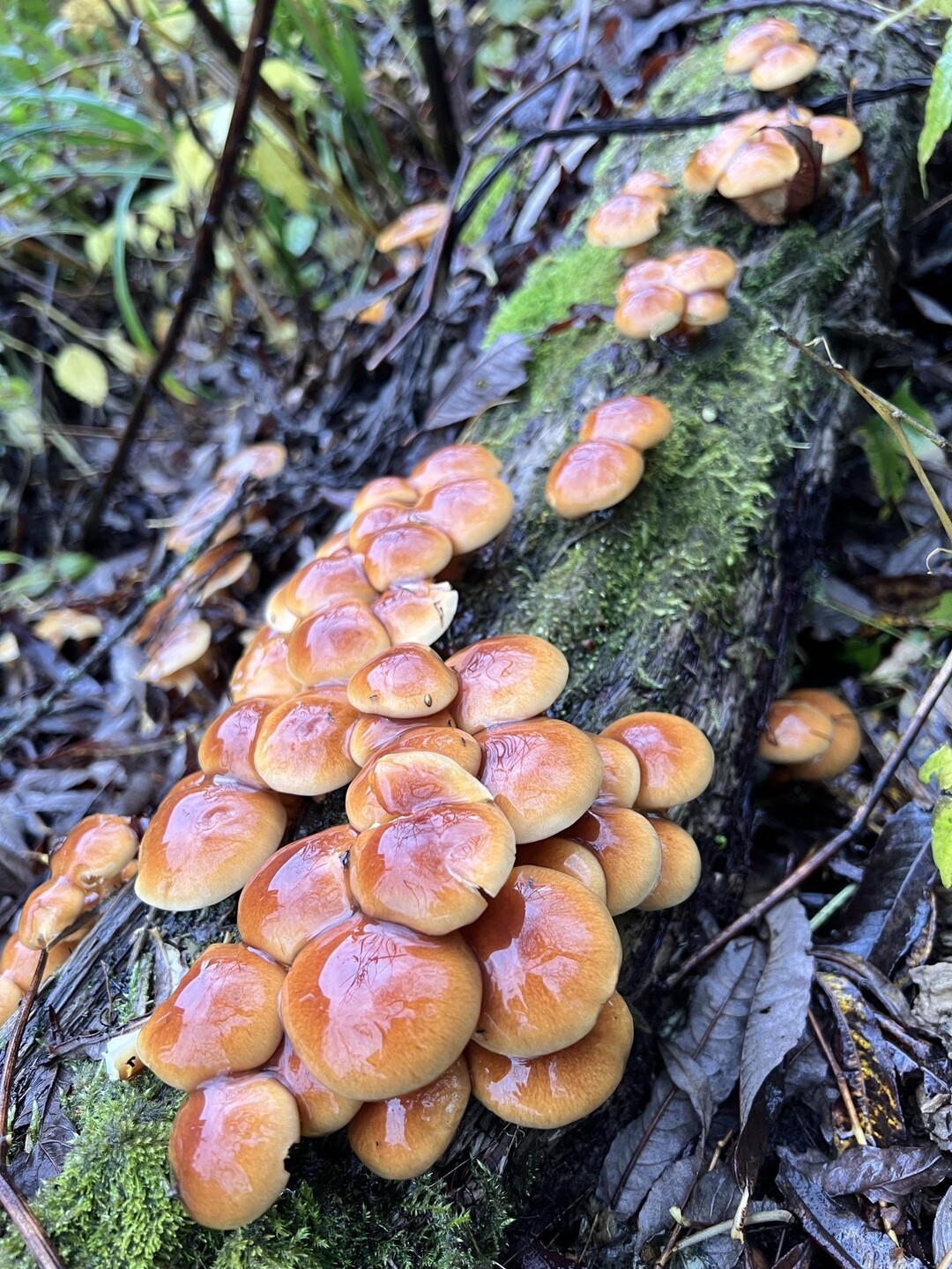 雨に濡れてピカピカ光る【ナメコ】また発見... / FUM!さんのモーメント | YAMAP / ヤマップ