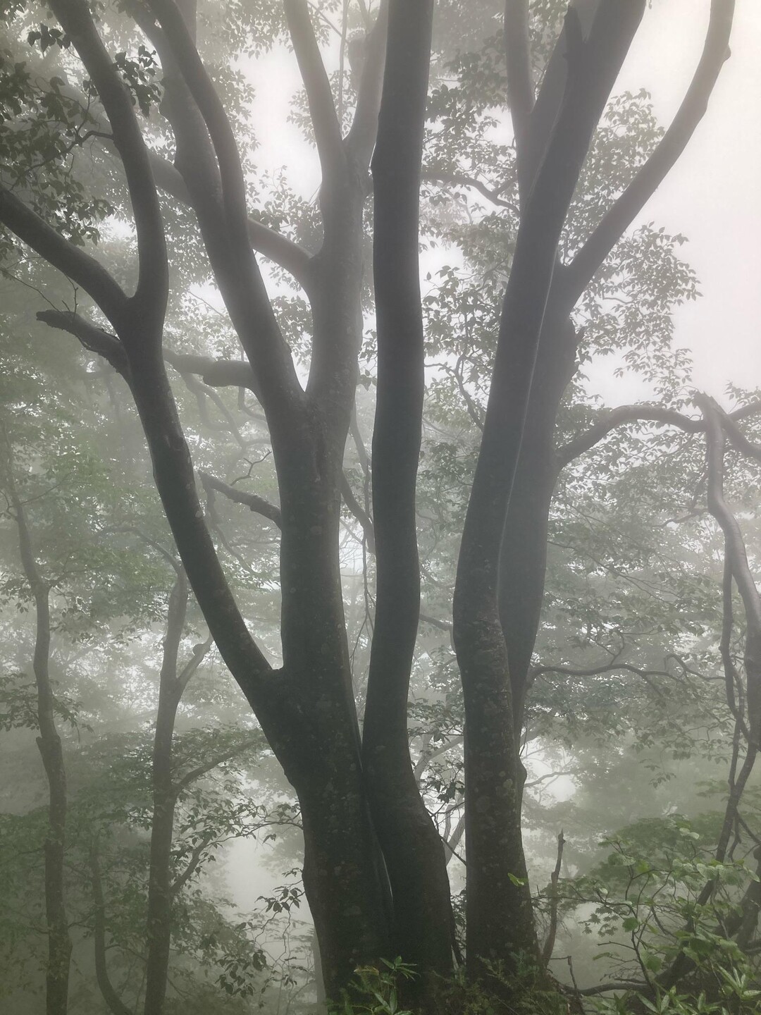 gas gas弥彦山⛰️11 / katsu.fdさんの弥彦山・多宝山・雨乞山の活動データ | YAMAP / ヤマップ