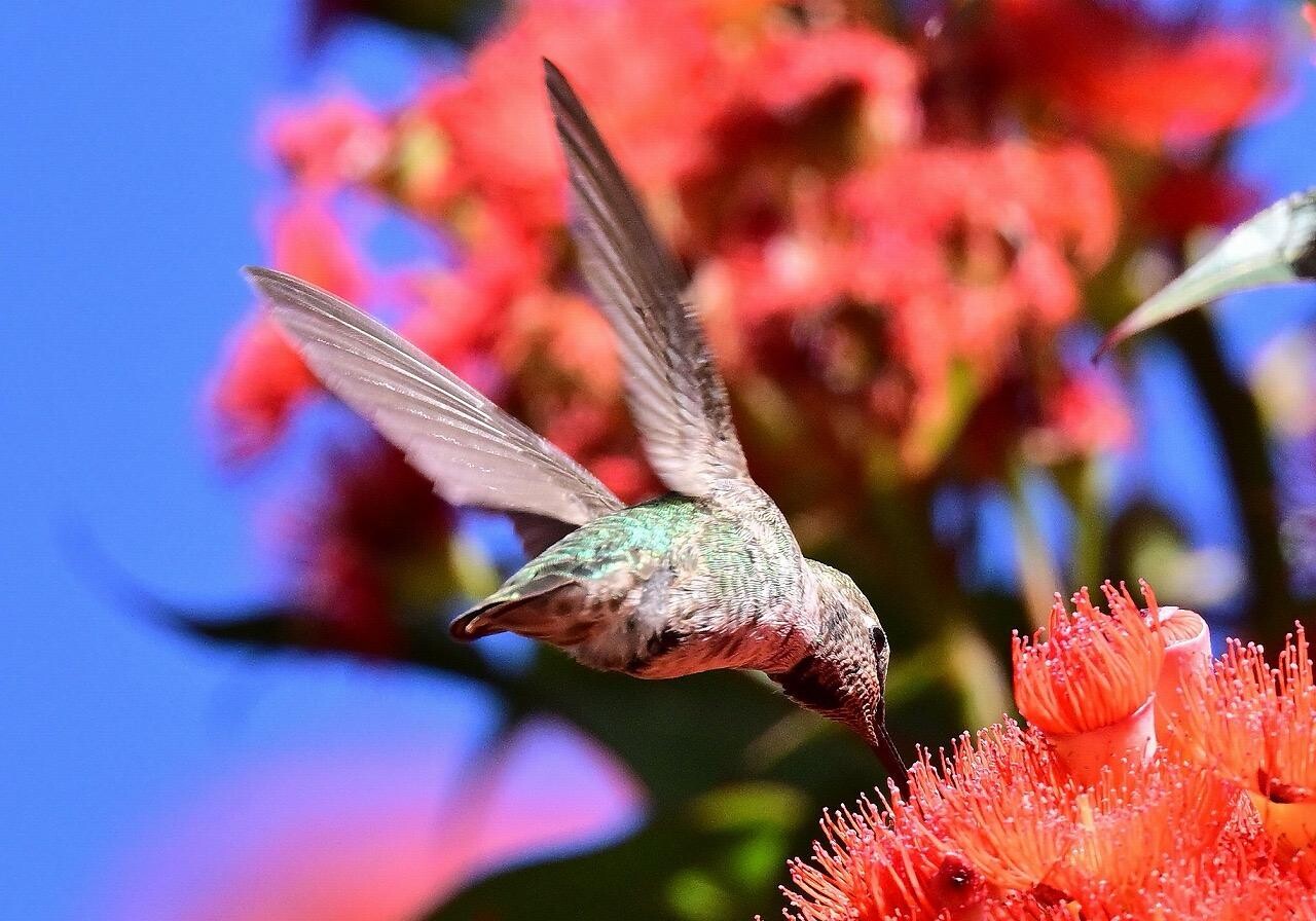 Hummingbird in San Francisco ハチドリさん＠サンフランシスコ / Kawauso さんのウォーキングの活動データ | YAMAP / ヤマップ