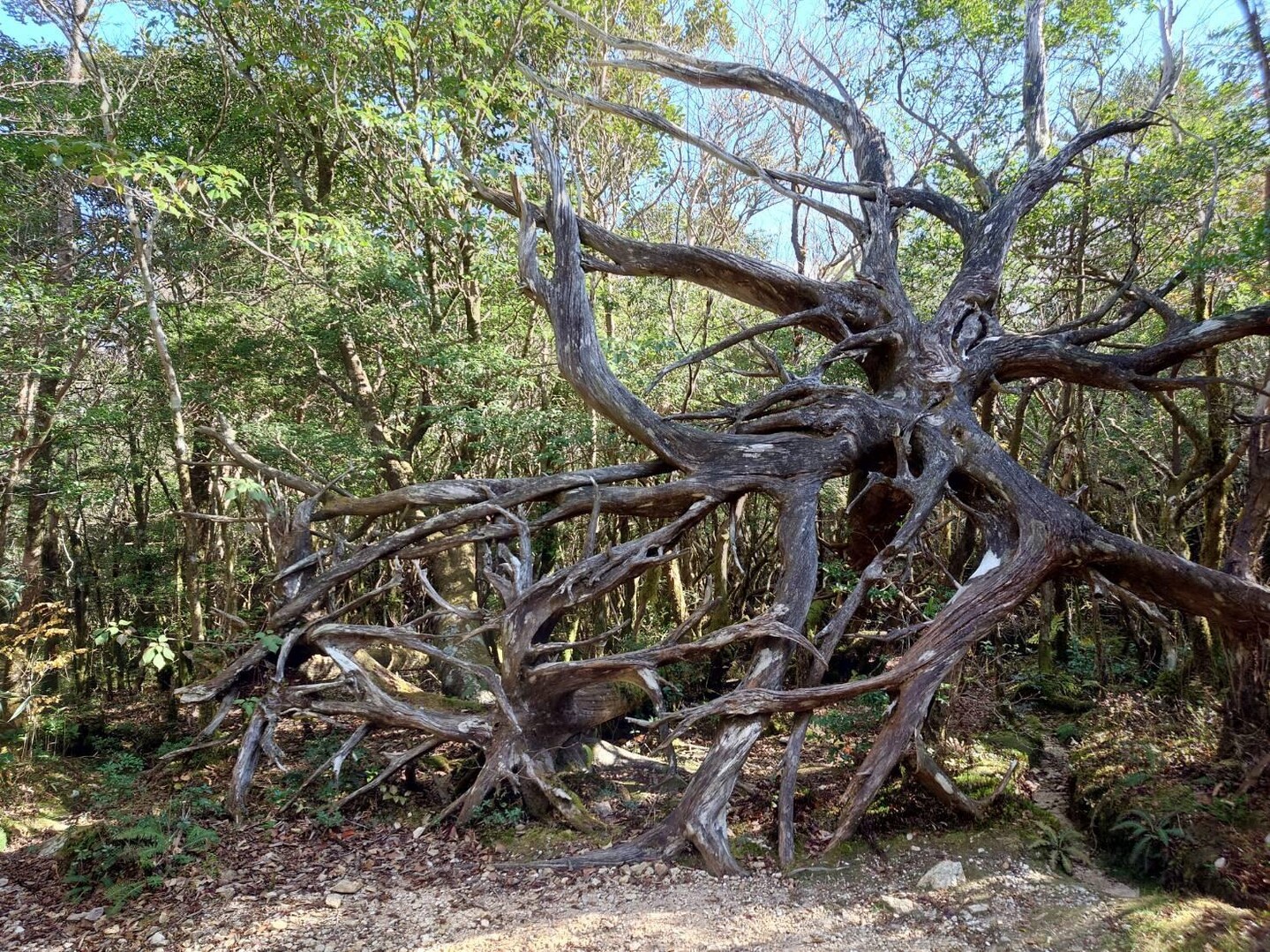 工石山・工石山北峯登山 / aikoさんの工石山の活動データ | YAMAP / ヤマップ