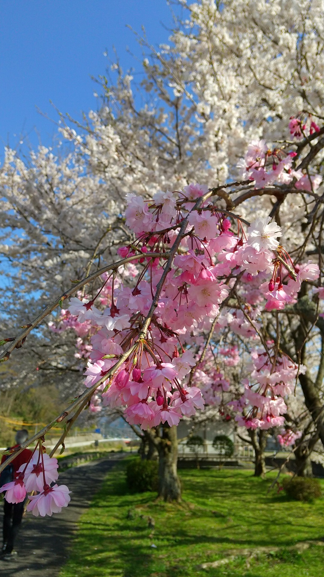 青空散歩 百人一首の ｢立ち別れ い... / jujuさんのモーメント | YAMAP / ヤマップ