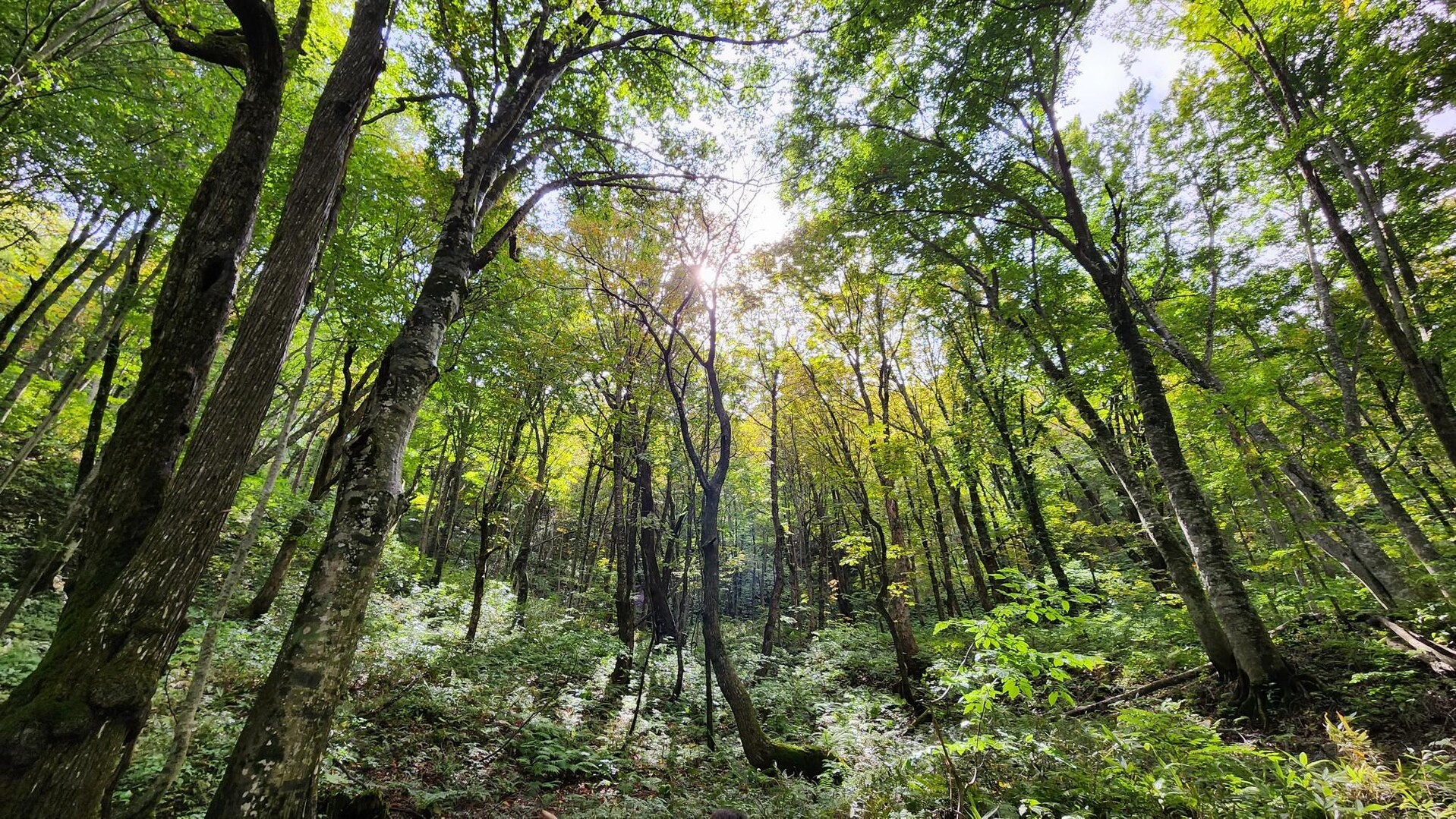 白神山地ブナ原生林 / 赤いきつねさんのウォーキングの活動データ | YAMAP / ヤマップ