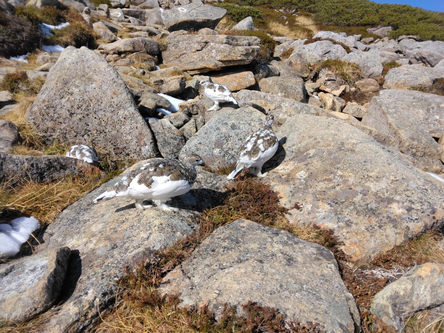 笠ヶ岳 / nakachanさんの登山の活動データ | YAMAP / ヤマップ