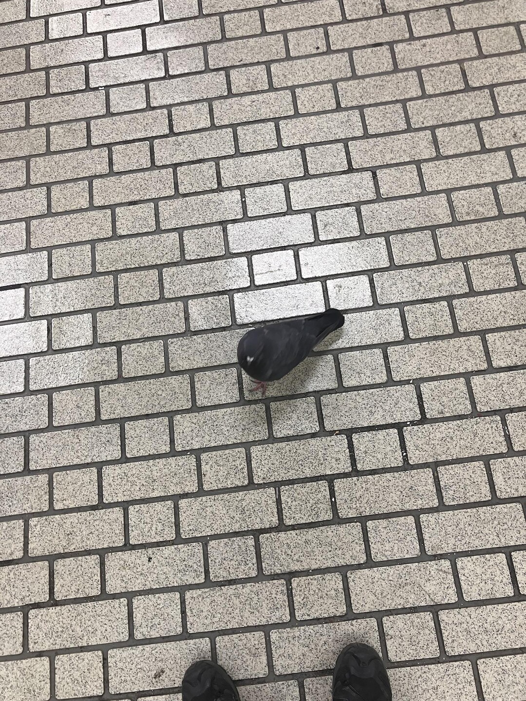 雷鳥より距離感ちかいね🕊️ / Reyさんのモーメント | YAMAP / ヤマップ