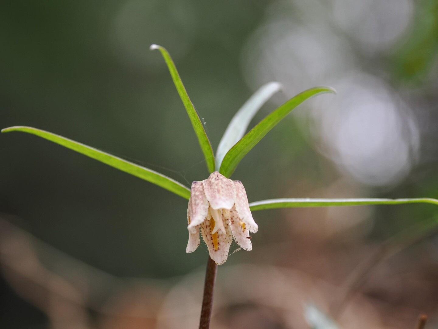 2024/3/5 (火) 3/3 に同じ... / murammさんのモーメント | YAMAP / ヤマップ