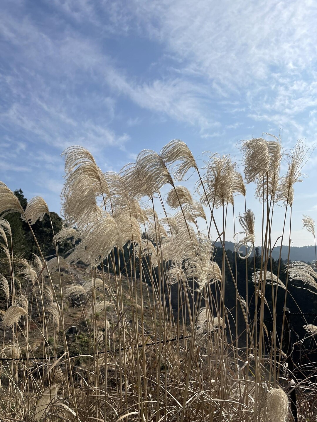 砥上岳からの馬骨山 / 130Kさんの大根地山の活動データ | YAMAP / ヤマップ