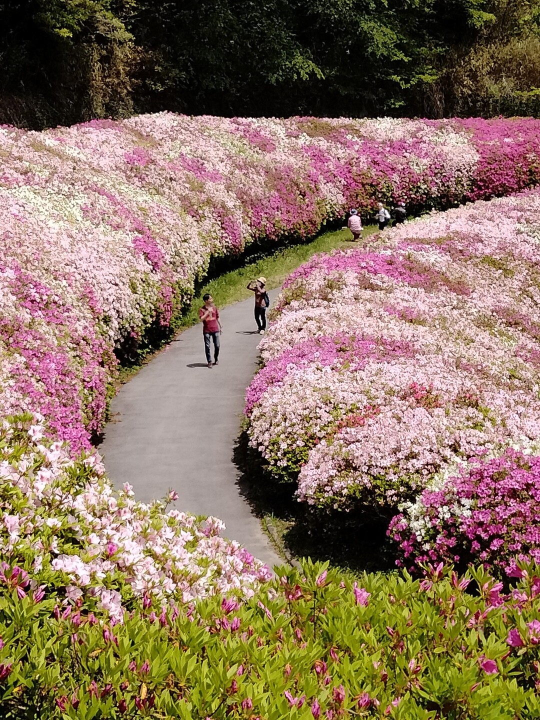 生駒山ツツジロール / Dekoさんの生駒山・神津嶽・大原山の活動データ | YAMAP / ヤマップ