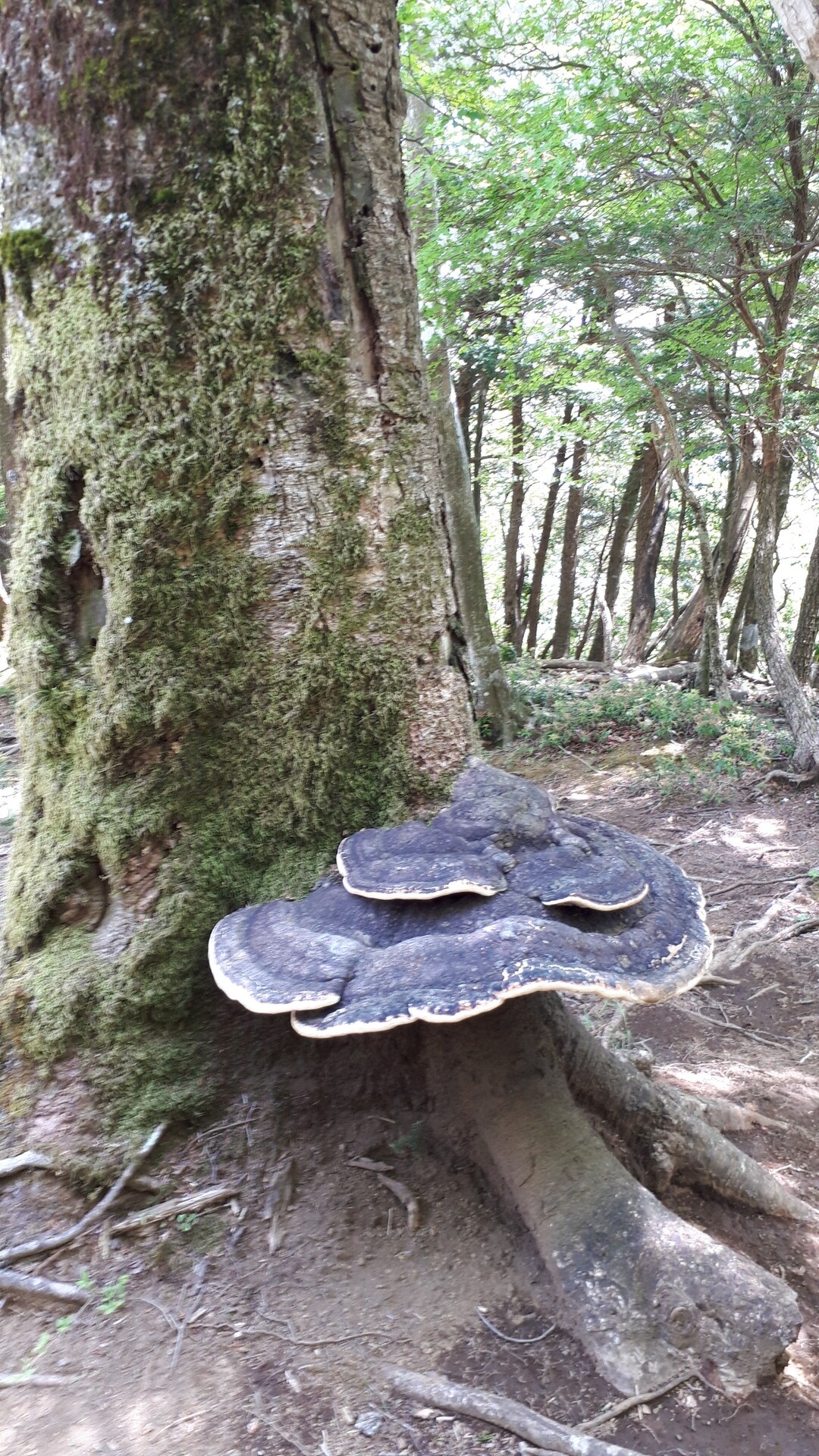 mitchさんの投稿したフィールドメモ | YAMAP / ヤマップ