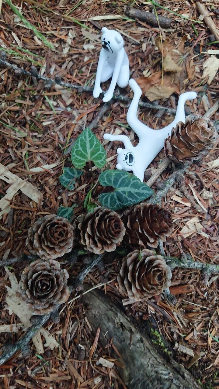横岳・大川入山 / ゴリットさんさんの大川入山・横岳の活動データ | YAMAP / ヤマップ