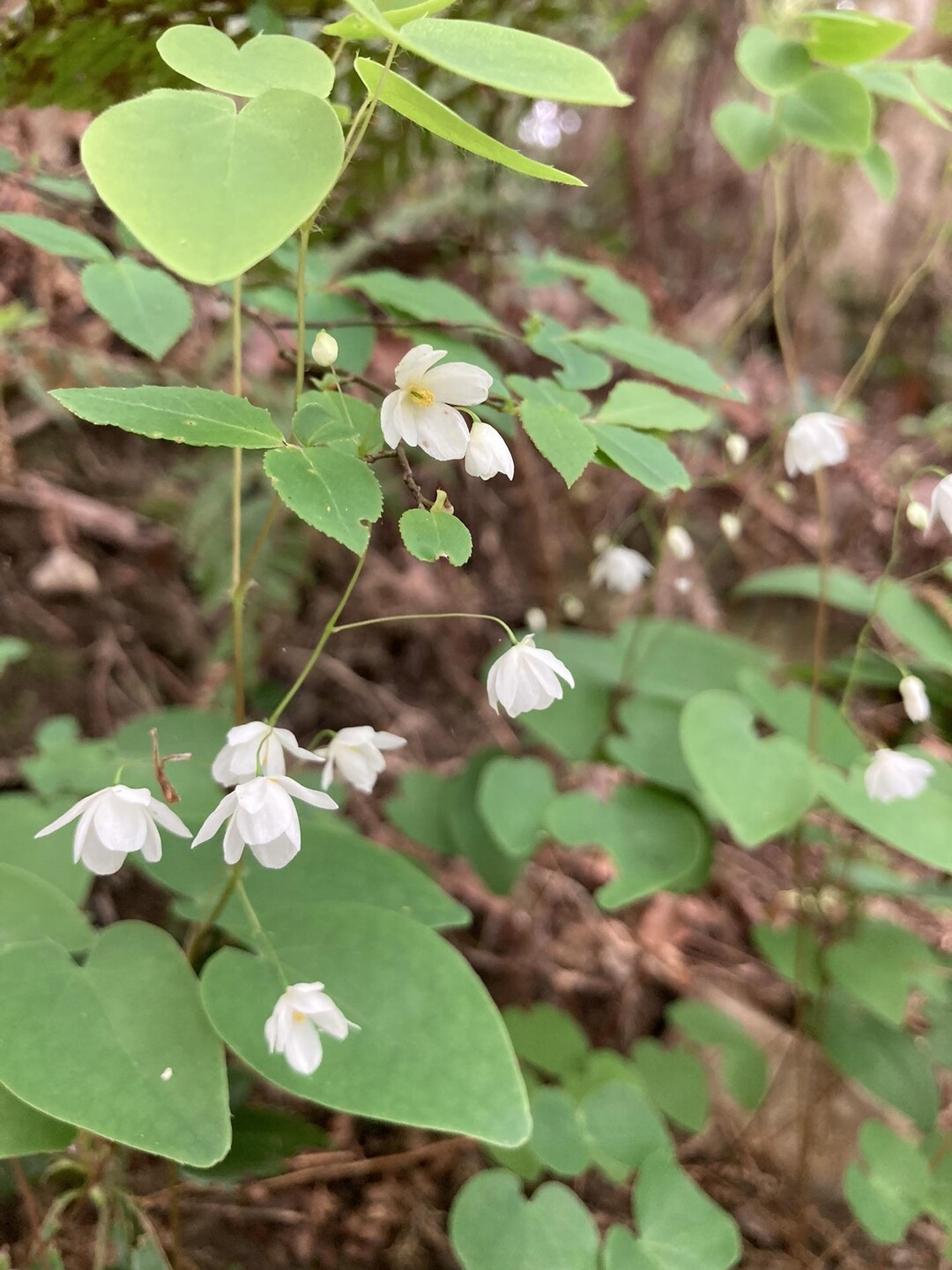 飯野山 4/26 / tairaさんの四国遍路その19の活動日記 | YAMAP / ヤマップ