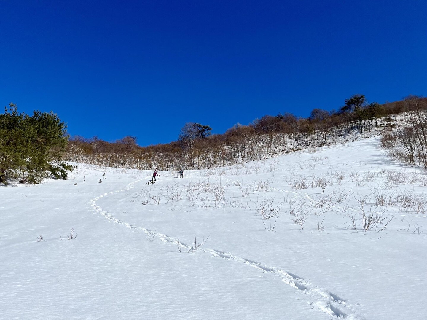 快晴の若ぶな山『冬季限定』 / w823hさんの光兎山・奥山（虚空蔵峰）の活動データ | YAMAP / ヤマップ