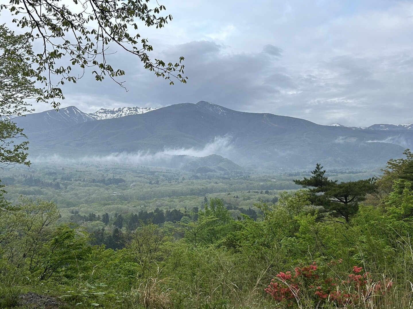 リリ散歩 / carolさんのウォーキングの活動データ | YAMAP / ヤマップ