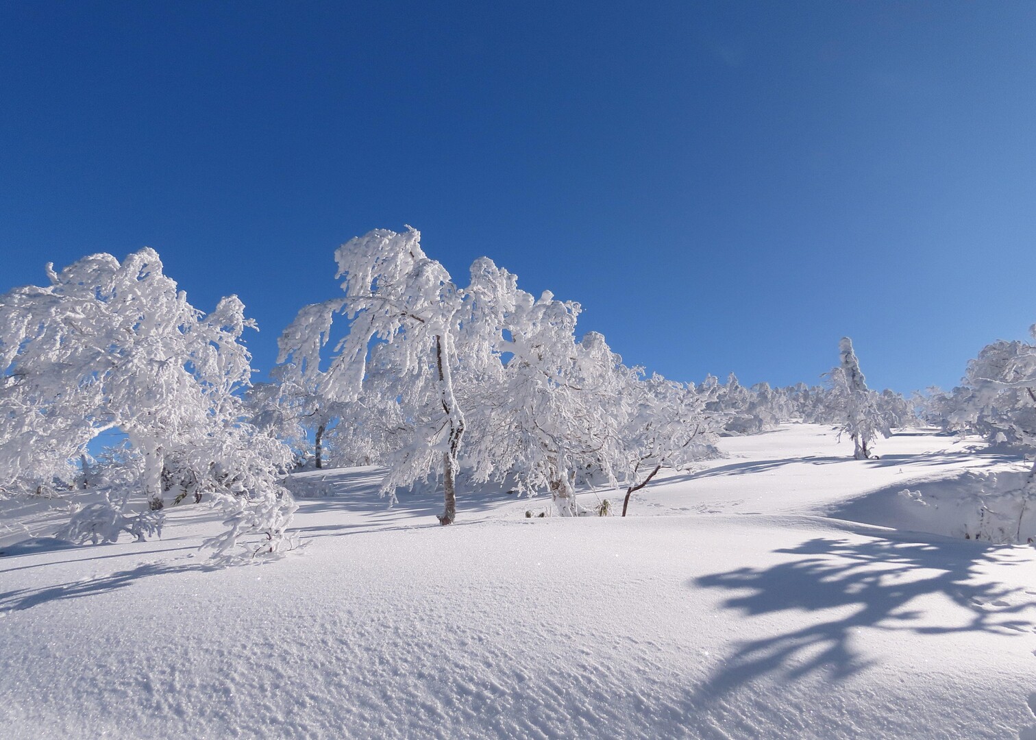 札幌岳 青空と霧氷の下を歩く / chromeさんの札幌岳・空沼岳の活動データ | YAMAP / ヤマップ