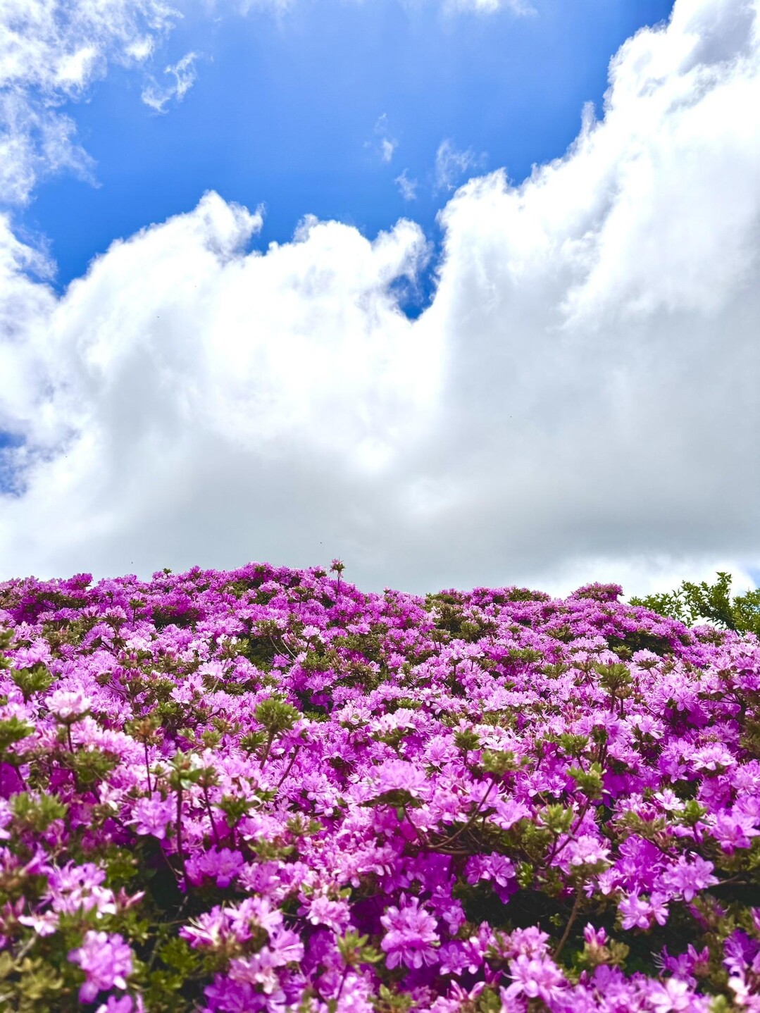 人生初の深山霧島-平治岳- / Namiさんの九重山（久住山）・大船山・星生山の活動データ | YAMAP / ヤマップ