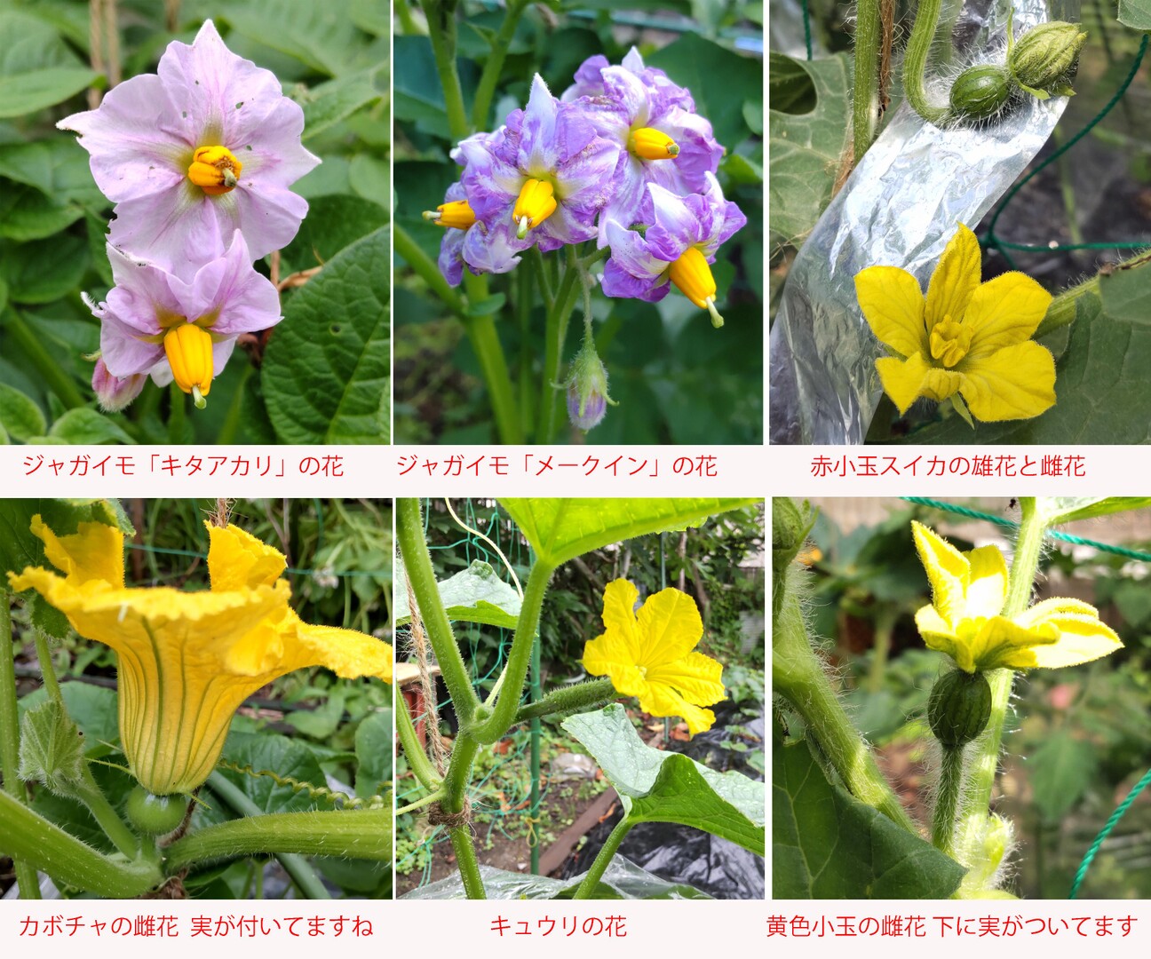 『菜園日記2024.6.1』家庭菜園も忙... / no2さんのモーメント | YAMAP / ヤマップ