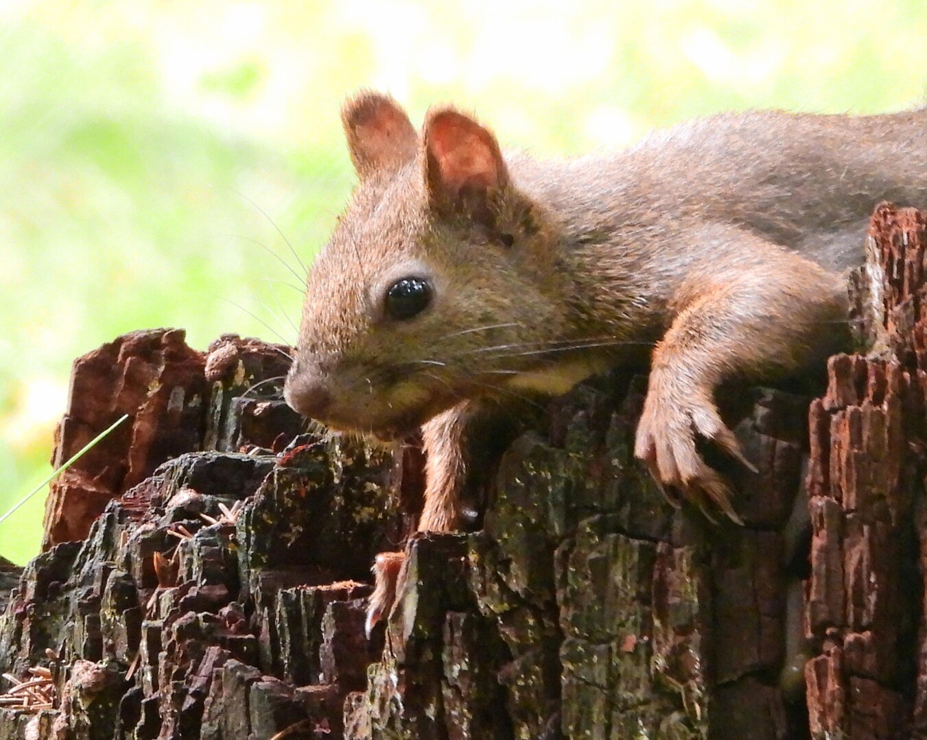 真夏の神楽岡公園♪ / pon(夫) ＆ 連れ(妻)さんの旭川市の活動データ | YAMAP / ヤマップ