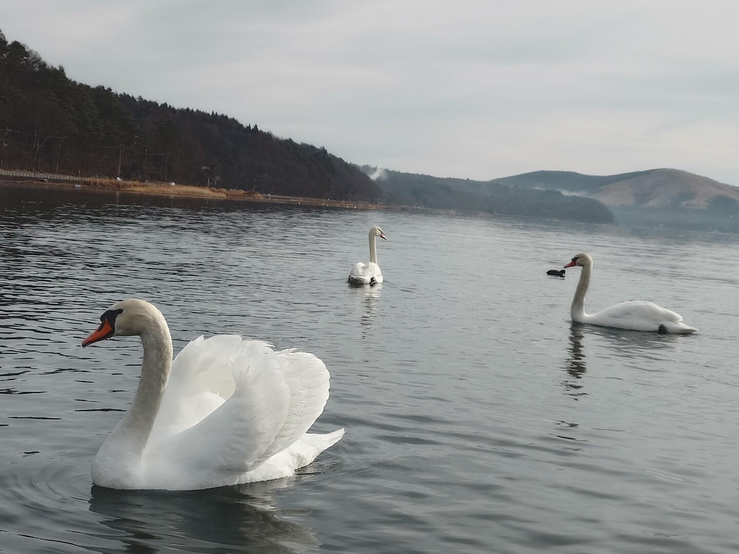 2024 初山行 🦢と遊んでから / 2543mさんの富士山の活動データ | YAMAP / ヤマップ