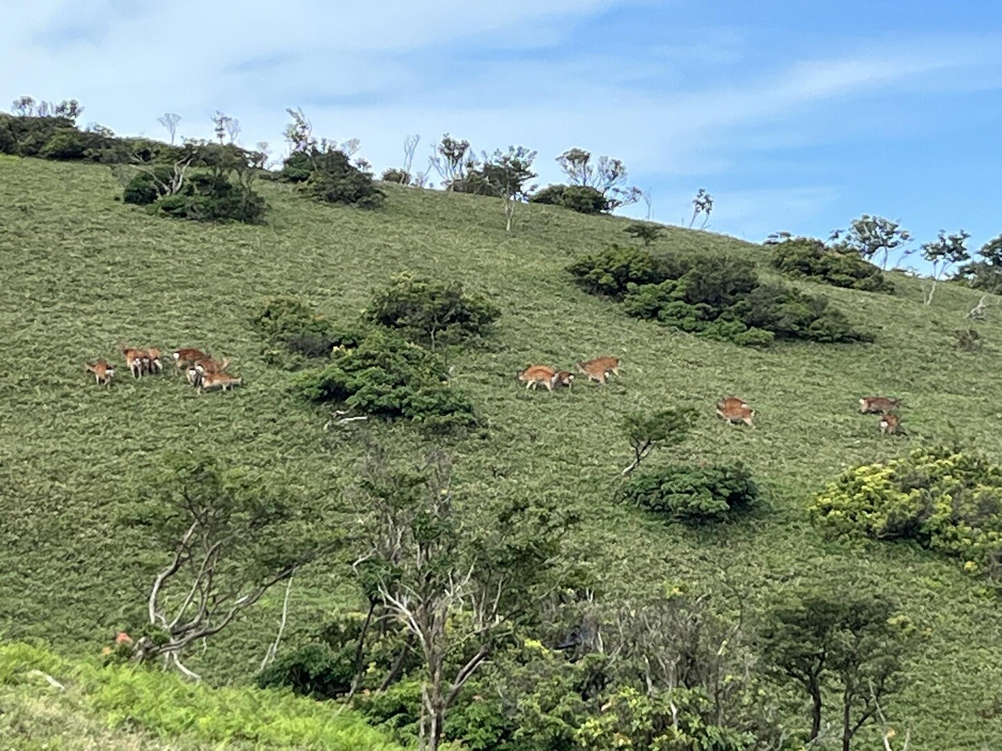 ホッケ山・権現山・蓬莱山・打見山 / hikaさんの比良山地・武奈ヶ岳・釈迦岳の活動データ | YAMAP / ヤマップ