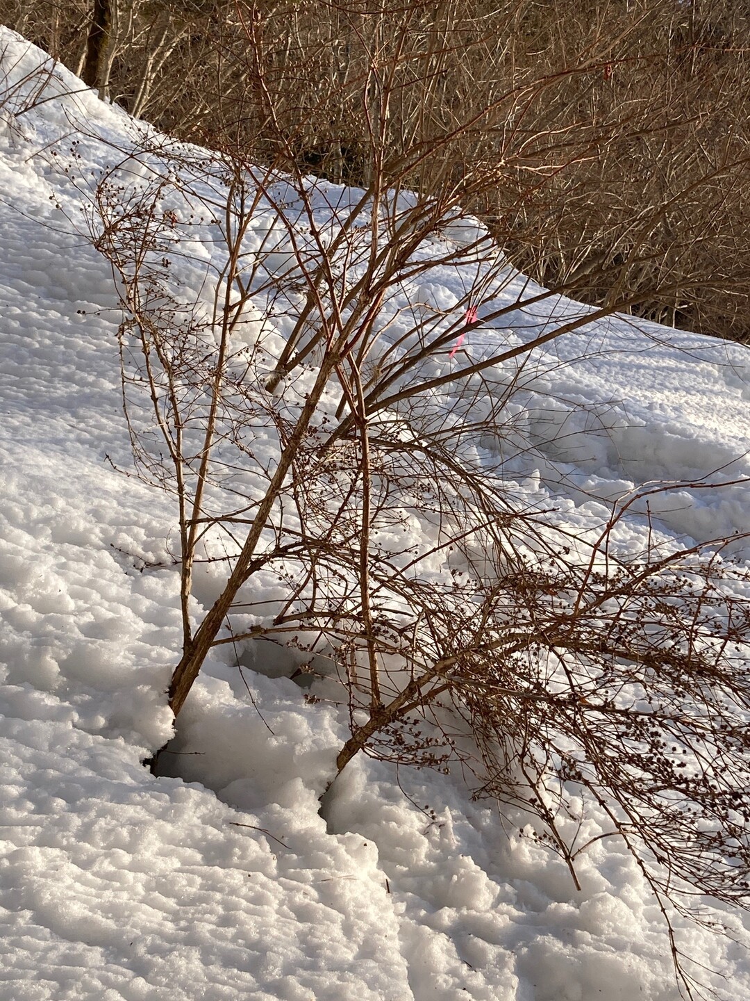 maaasanさんの投稿したフィールドメモ | YAMAP / ヤマップ