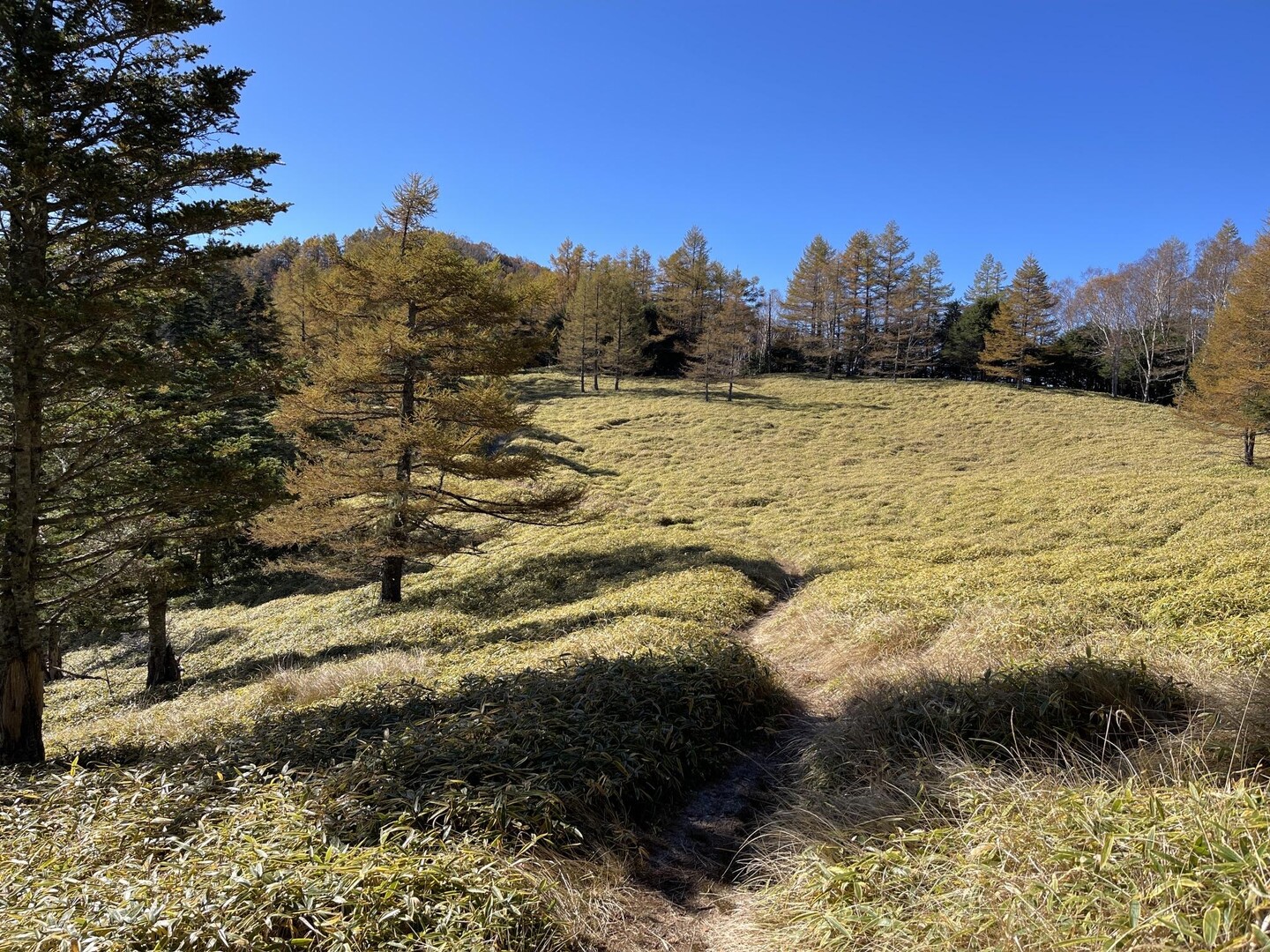 盛りだくさんだよ甘利山～千頭星山 / natsuさんの鳳凰山・地蔵岳・観音岳・薬師岳の活動データ | YAMAP / ヤマップ