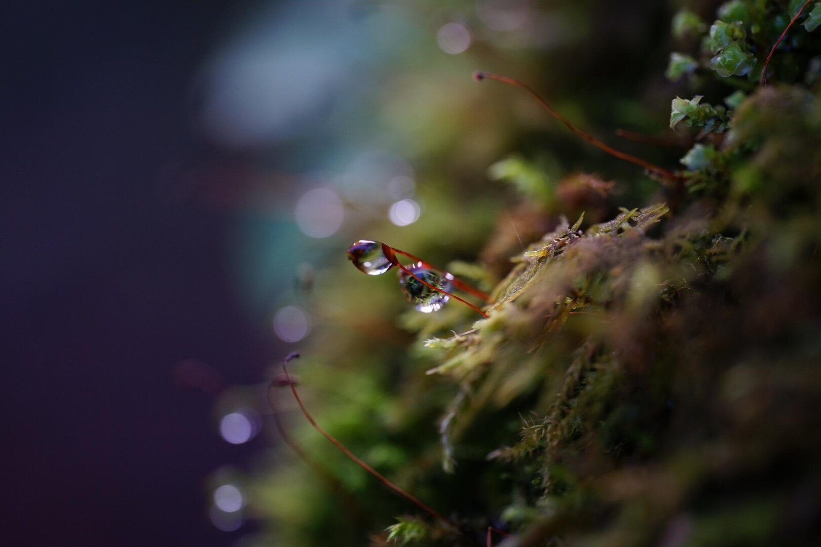 春の英彦山花散策-2023-04-08 / KEIさんの英彦山の活動データ | YAMAP / ヤマップ