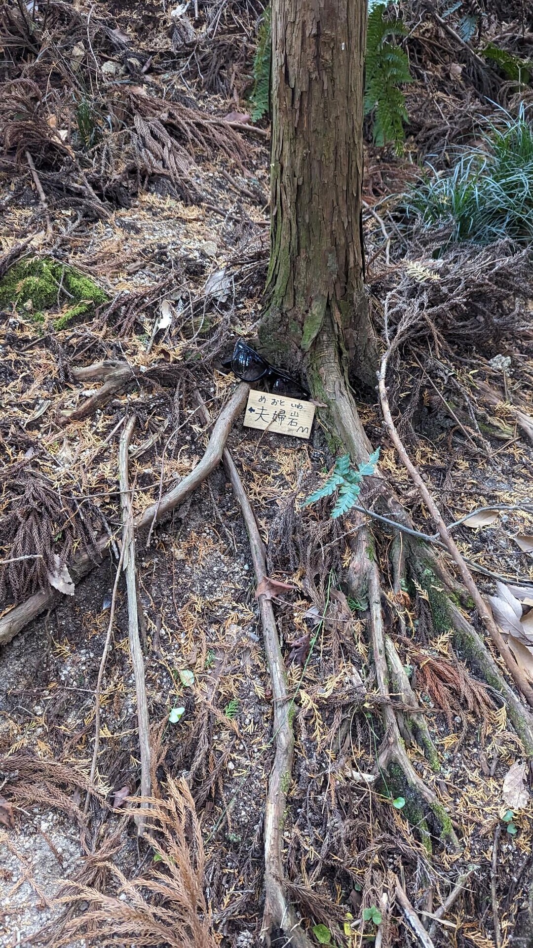 sachiさんの投稿したフィールドメモ | YAMAP / ヤマップ