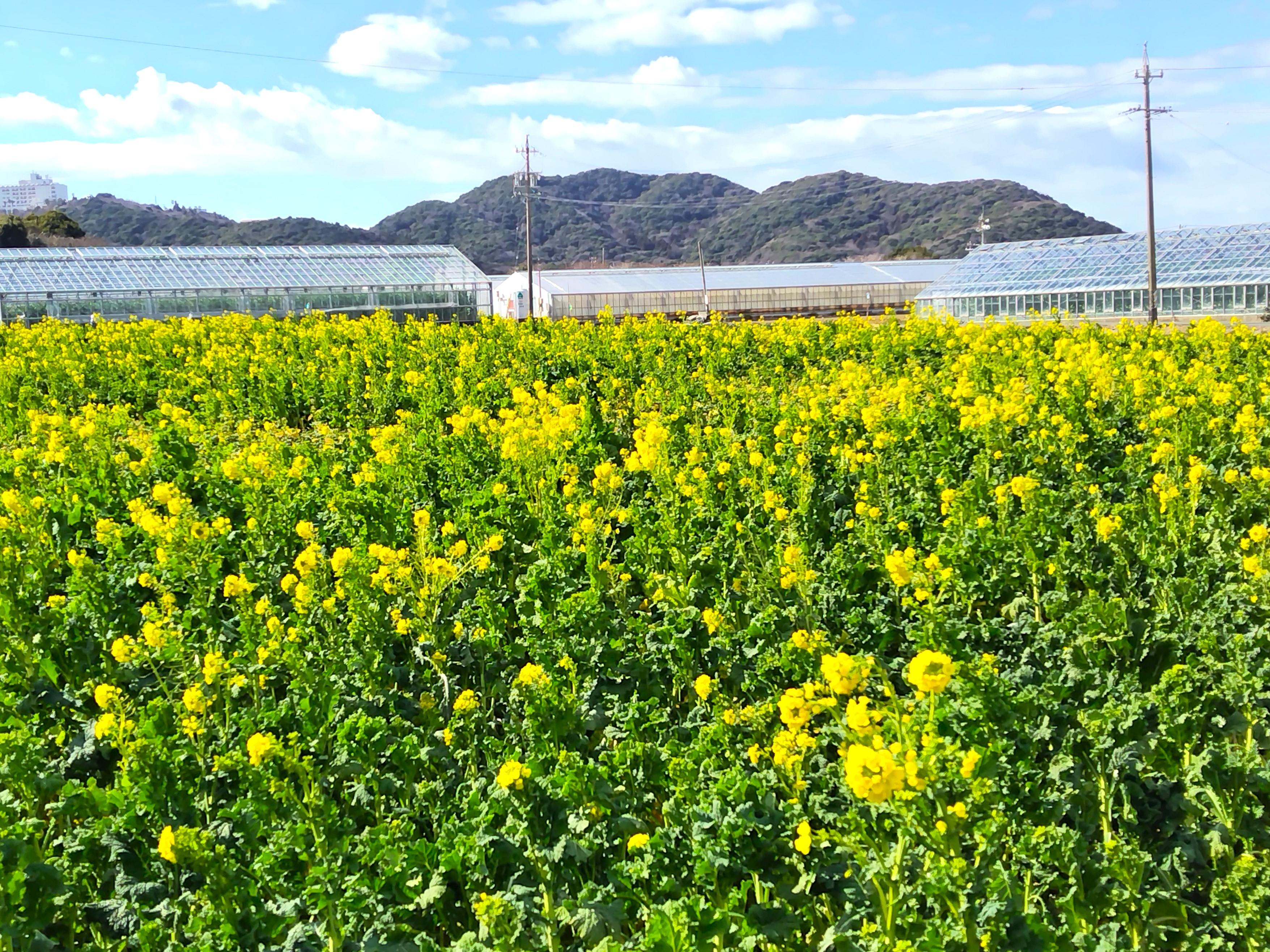 城山 / TOMTOMさんの右善坊山の活動データ | YAMAP / ヤマップ