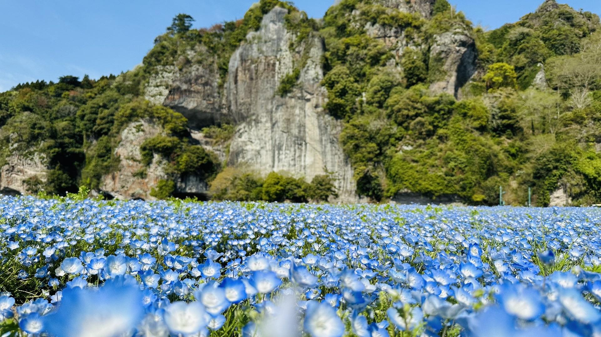 青の洞門にネモフィラ見に行ってきました... / Haroldさんのモーメント | YAMAP / ヤマップ