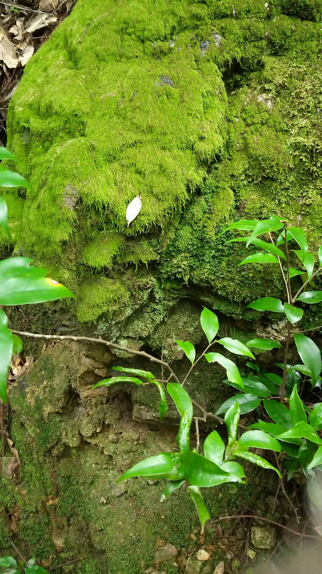 emiのページ | YAMAP / ヤマップ