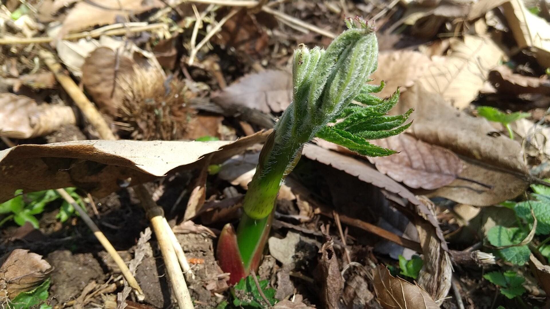 裏山の山菜調査。山うど、コゴミが少し採れ... / リコボウさんのモーメント | YAMAP / ヤマップ