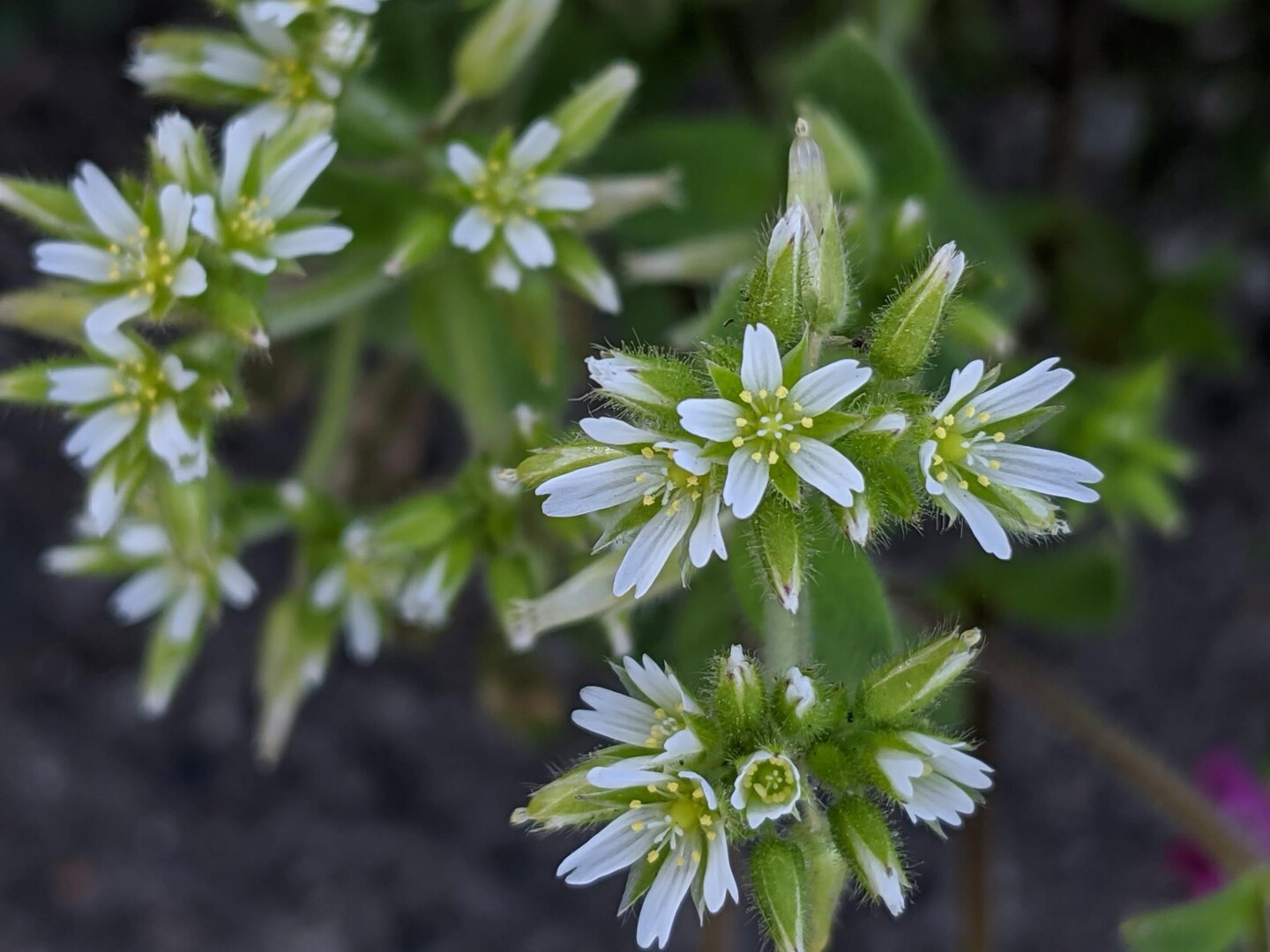 4月中旬 オランダミミナグサ vs. ハ... / YOLOさんのモーメント | YAMAP / ヤマップ