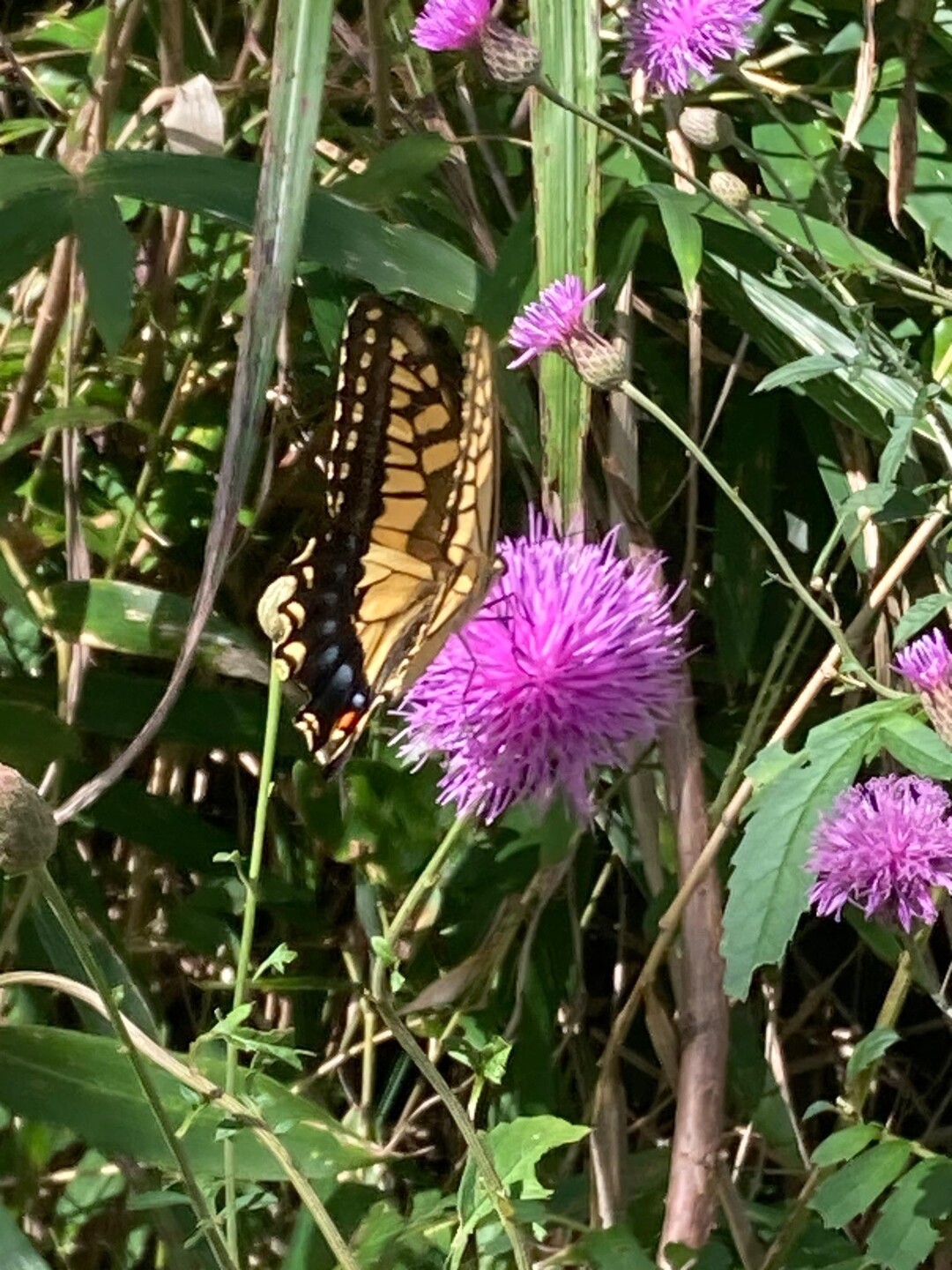 粟ヶ岳 / Ken24g3さんの粟ヶ岳の活動データ | YAMAP / ヤマップ