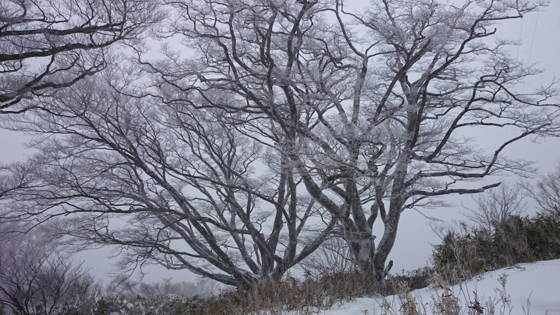 雪の大星山 / Miekaさんの御在所山・大星山の活動データ | YAMAP / ヤマップ