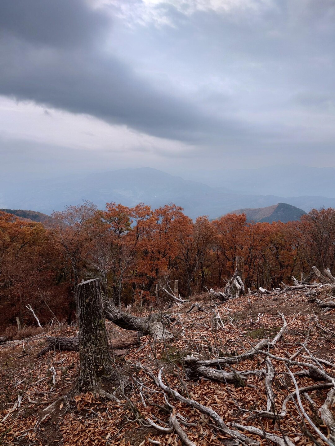 白菅山・鉄山 / palさんの蘇武岳の活動データ | YAMAP / ヤマップ