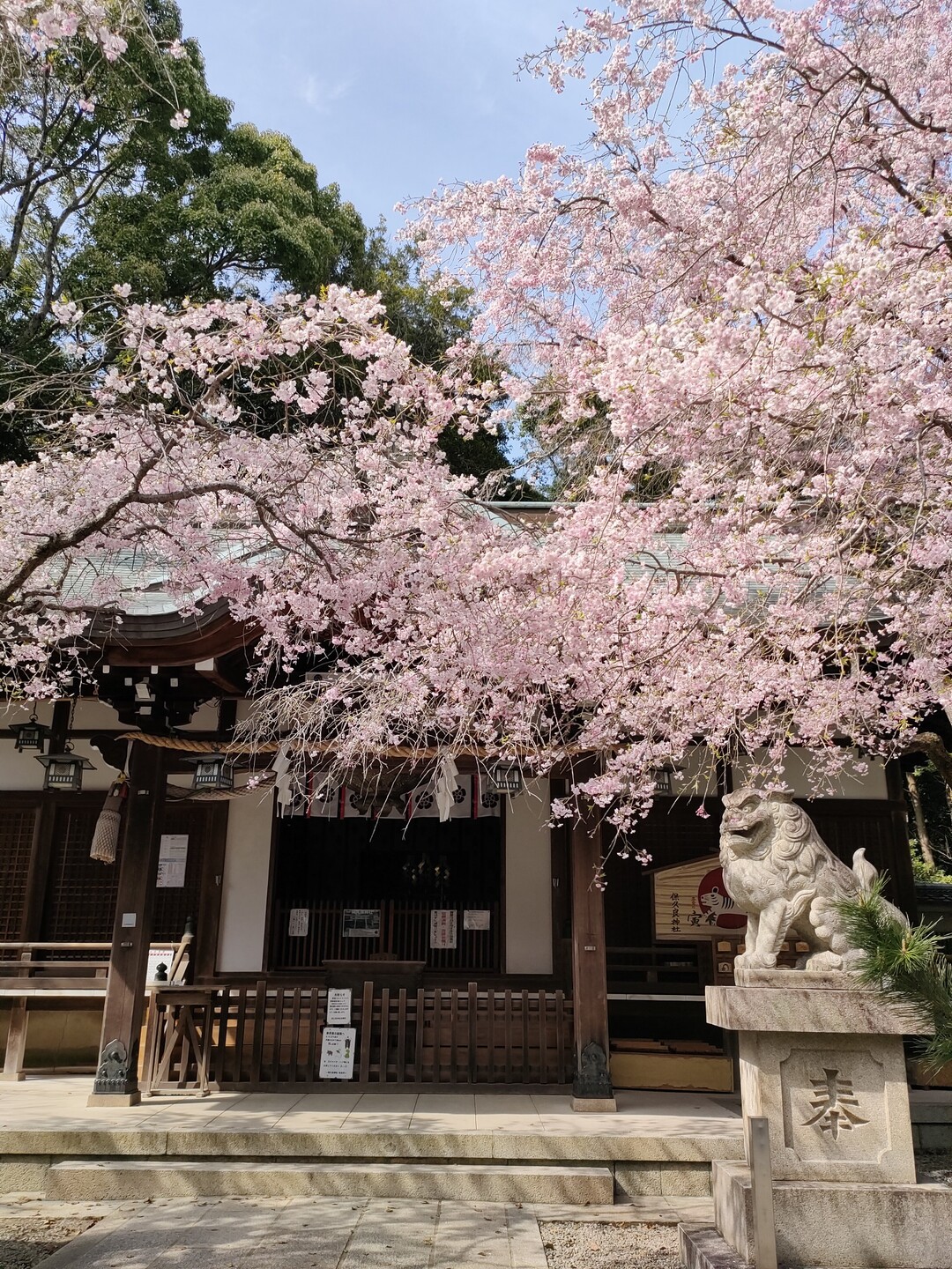 桜🌸堪能コースと初めての七兵衛山 / tam-tam 38さんの六甲山・長峰山・摩耶山の活動データ | YAMAP / ヤマップ