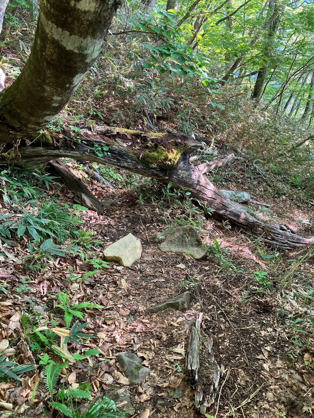 johnny yahさんの投稿したフィールドメモ | YAMAP / ヤマップ