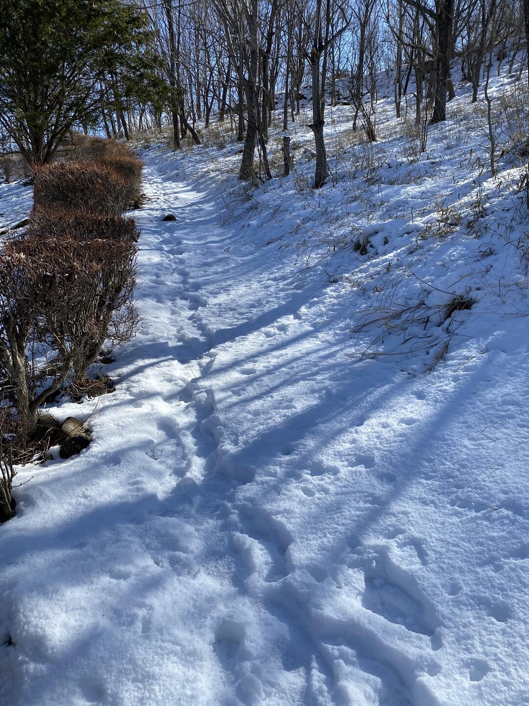 片山・八王子山（白山）・法泉寺山・湯村山 / Koyaさんの興因寺山・淡雪山・八王子山の活動データ | YAMAP / ヤマップ
