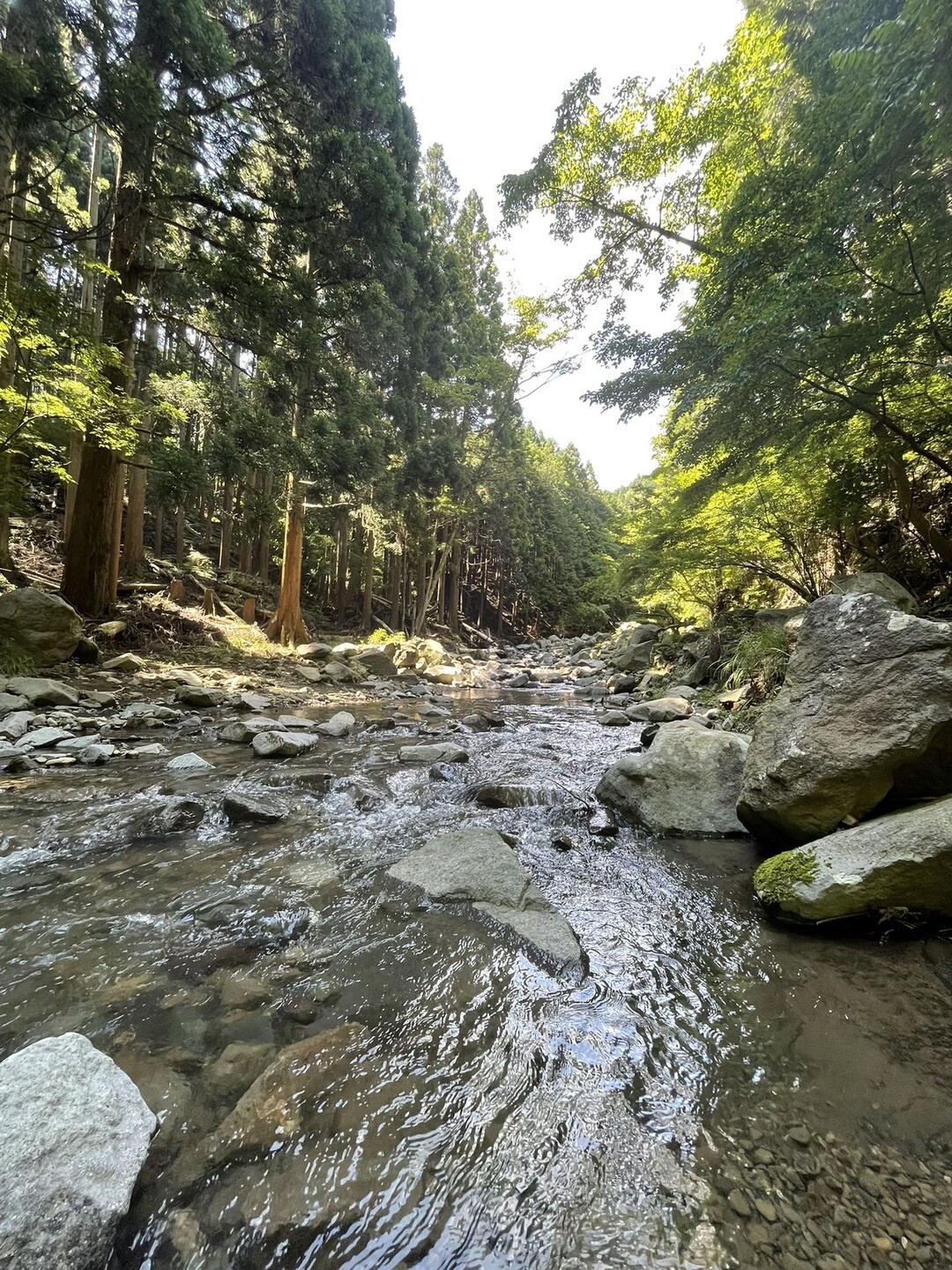 矢倉岳-梅雨の合間の晴れ🌞 / ukimayuさんの矢倉岳の活動データ | YAMAP / ヤマップ