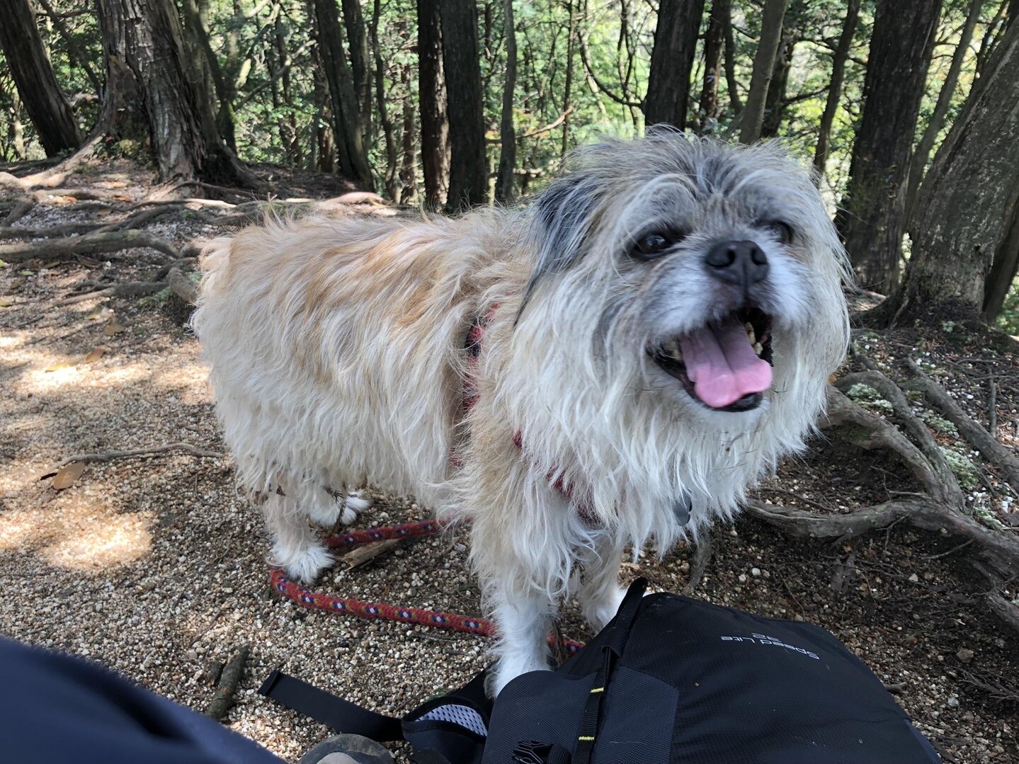 2023.05.01(月) 03:42 / Nandoさんのモーメント | YAMAP / ヤマップ