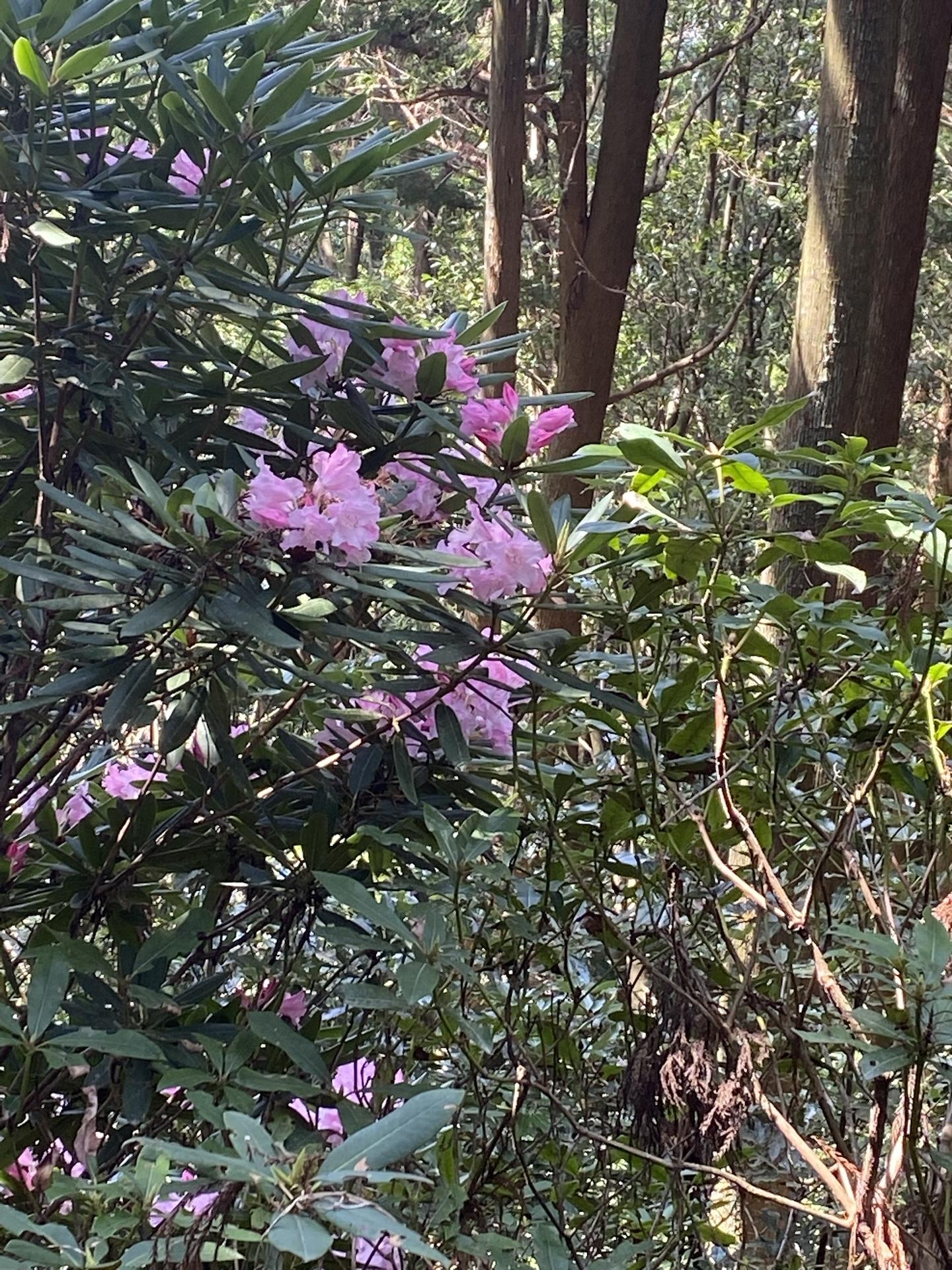 カモシー確変 / ichi-rokuさんの粟ヶ岳の活動日記 | YAMAP / ヤマップ