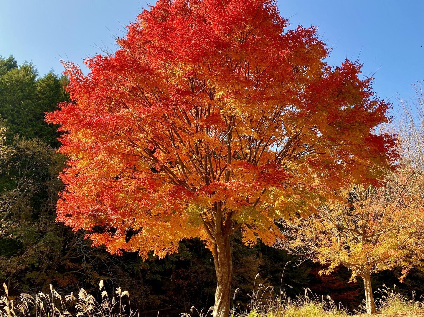 東山 / na_miさんの東山の活動データ | YAMAP / ヤマップ