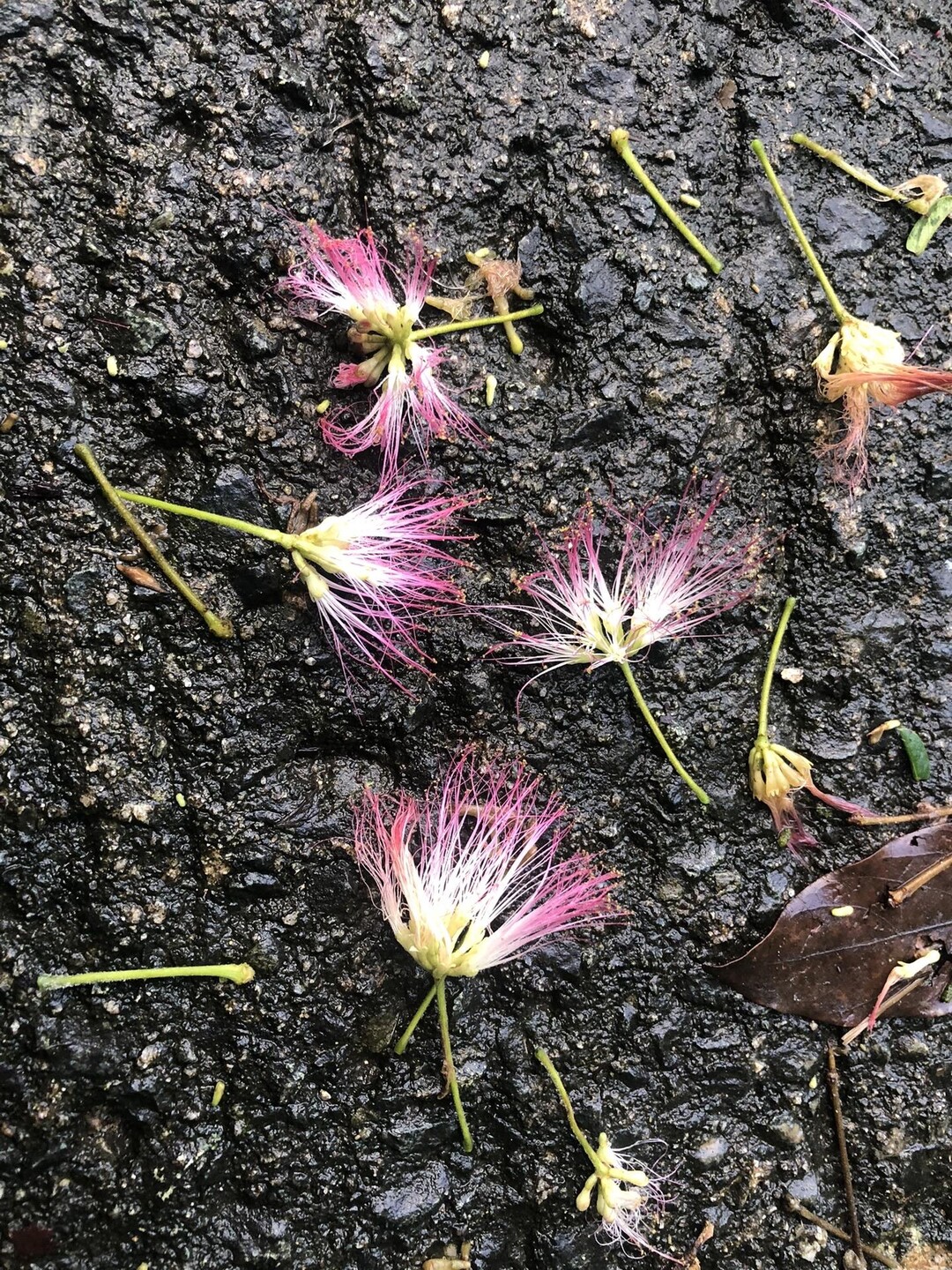 熊本の里山Ⅻ 国見山（山鹿市鹿央町） / Red-RAV4💫さんの木葉山の活動データ | YAMAP / ヤマップ