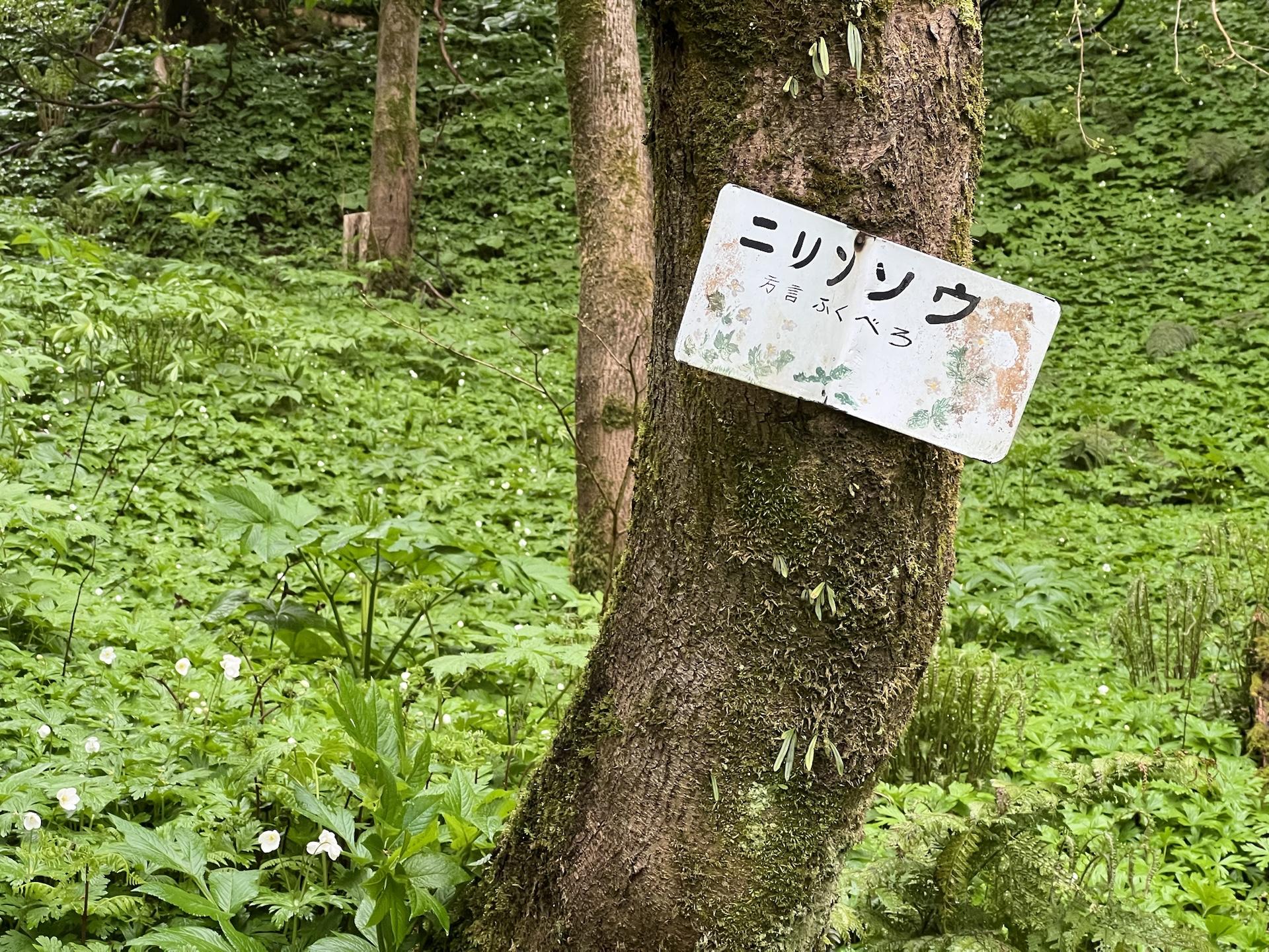 南条八石山（下八石山） / BKIZさんの八石山の活動データ | YAMAP / ヤマップ