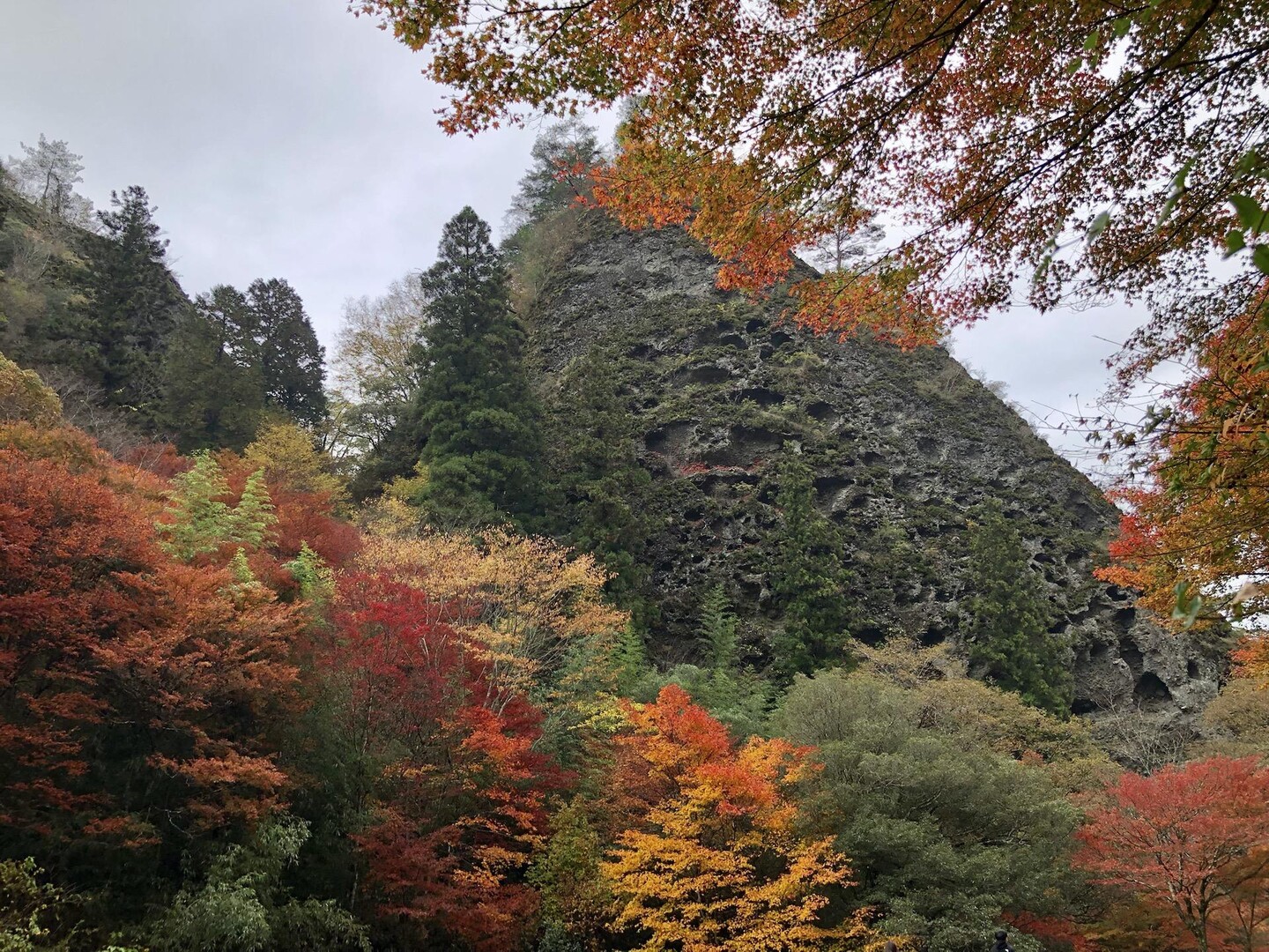 紅葉の岩屋山🍁（高野展望台のイチョウ） / CHAさんの四国遍路その14の活動データ | YAMAP / ヤマップ