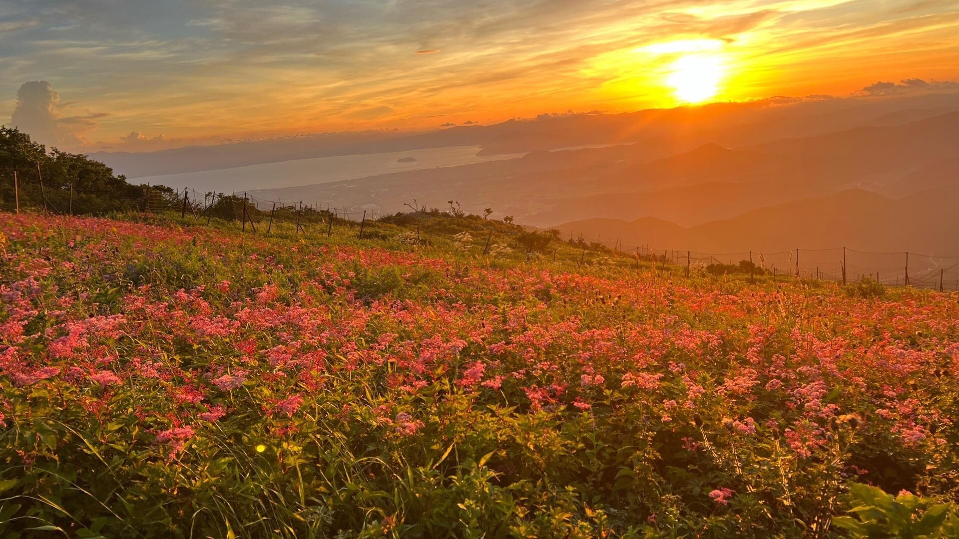 「トワイライトヘブン」 伊吹山 2024-07-28 / no.fearさんの伊吹山・伊吹高原・御座峰の活動データ | YAMAP / ヤマップ
