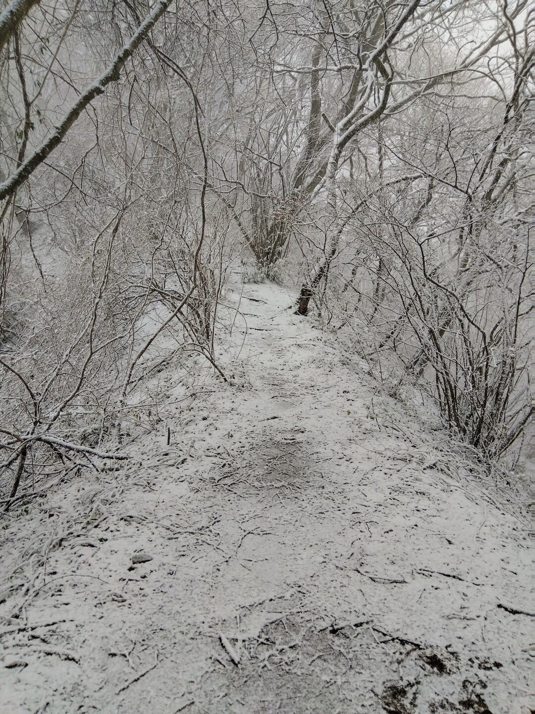 デトックスの為に💪 / shino-puさんの角田山の活動データ | YAMAP / ヤマップ